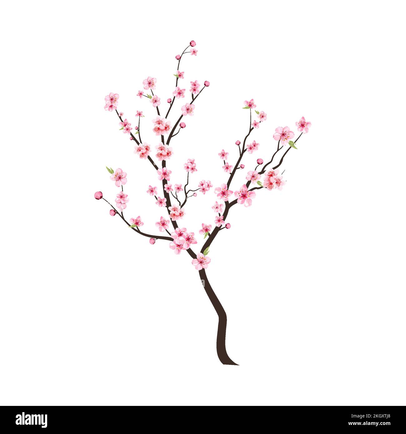 Watercolor cherry bud. Cherry blossom branch with sakura flower ...