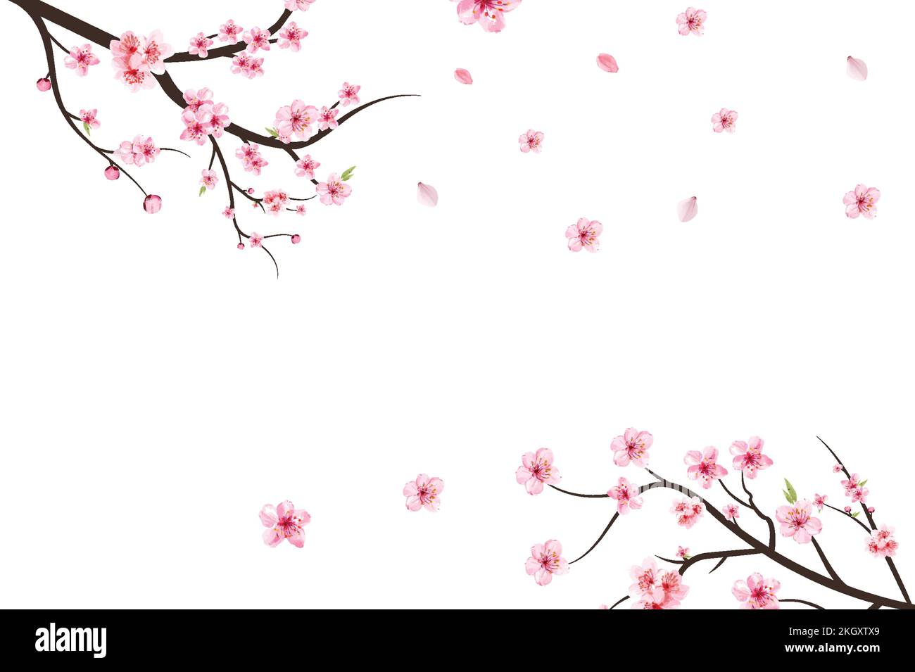 Cherry blossom branch with sakura flower. Sakura on white background ...
