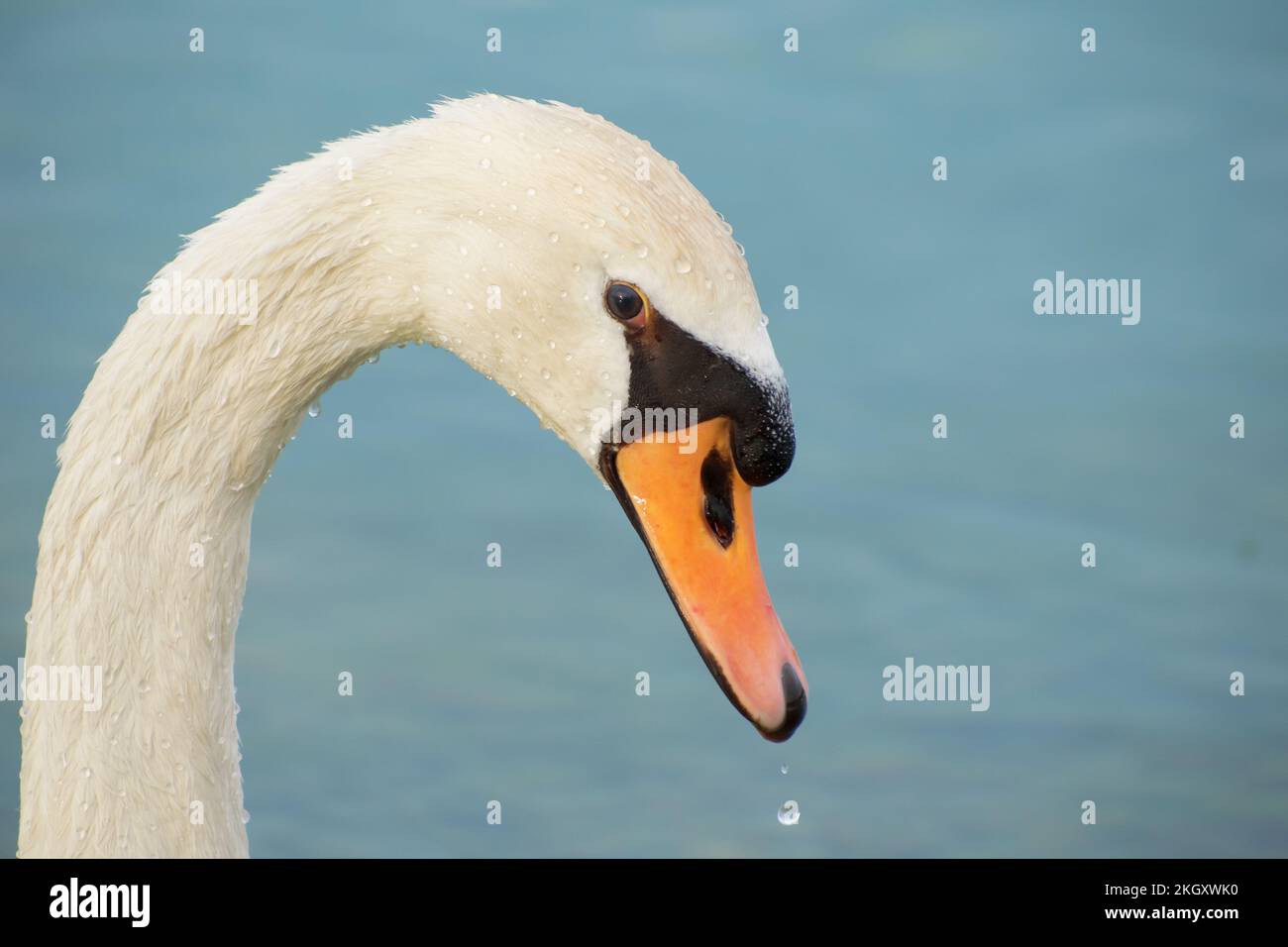 Shy swan hi-res stock photography and images - Alamy