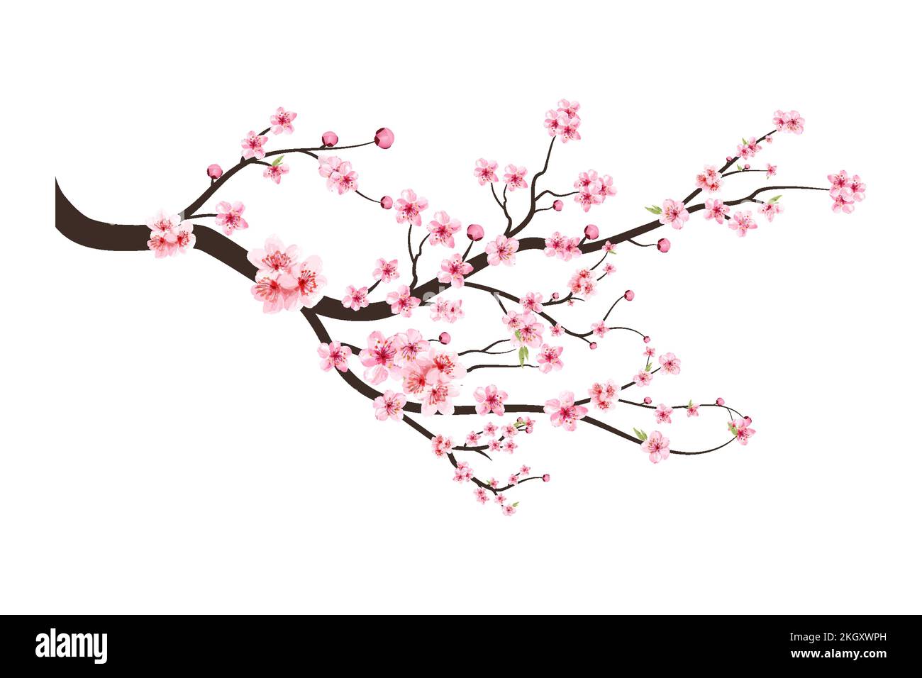 Watercolor cherry bud. Cherry blossom flower blooming vector. Cherry ...