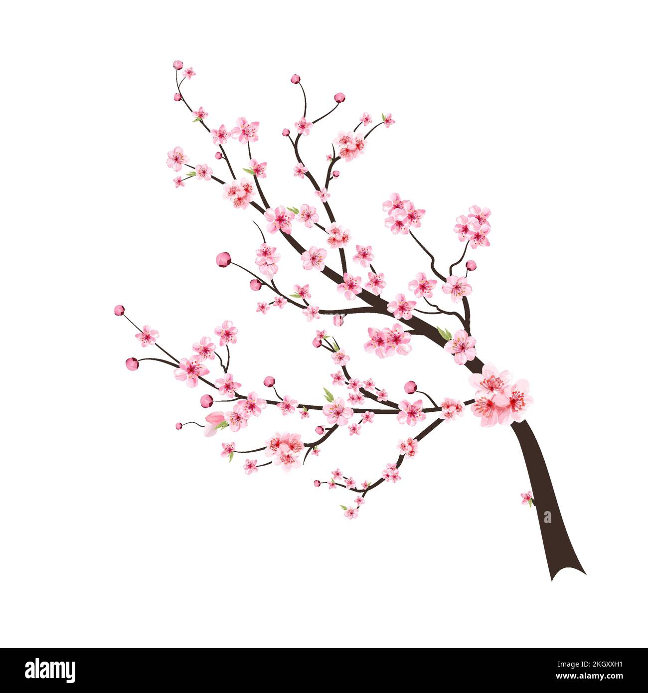 Cherry blossom flower blooming vector. Watercolor cherry blossom vector ...