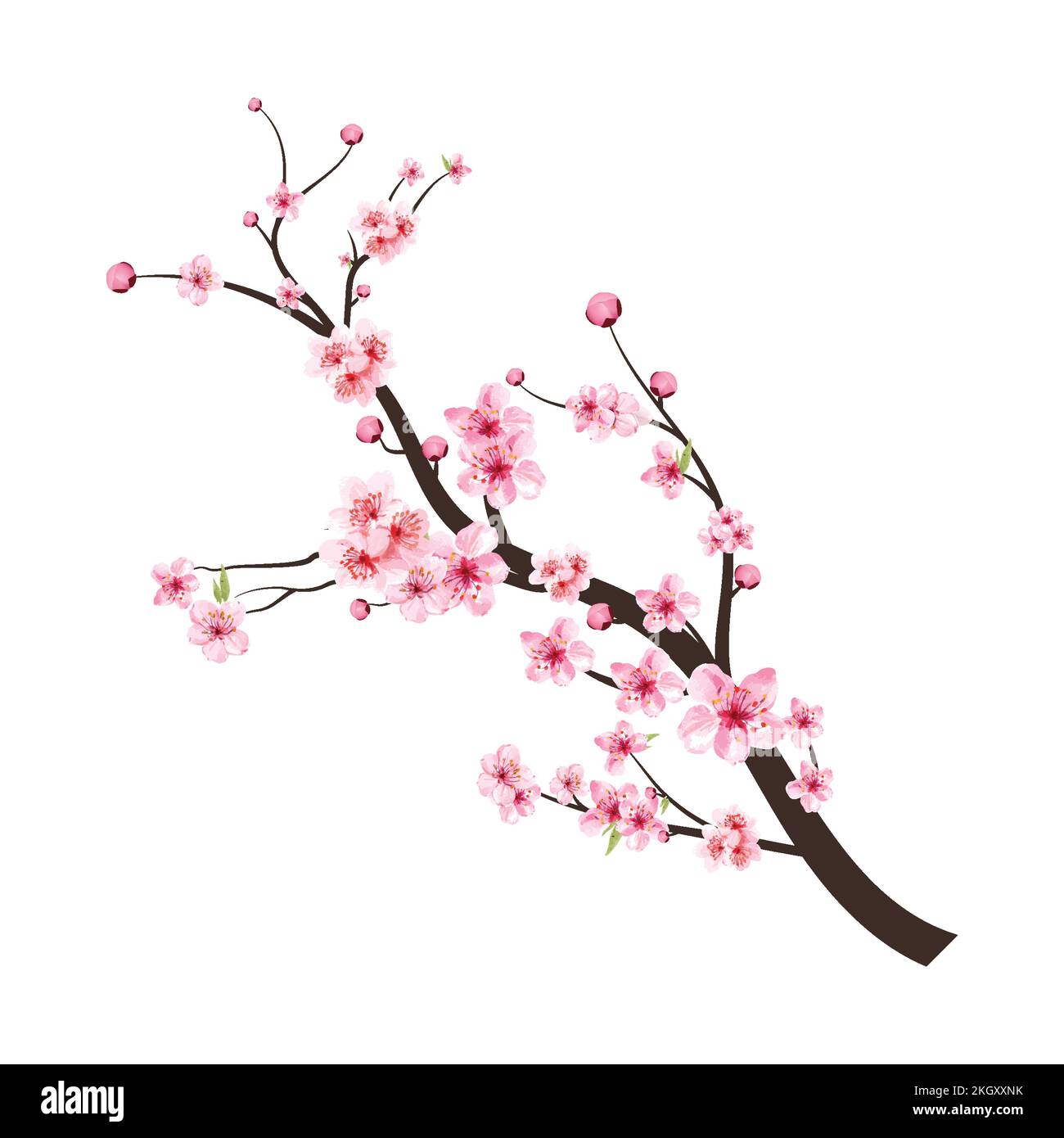 Sakura on white background. Watercolor cherry blossom vector. Pink ...