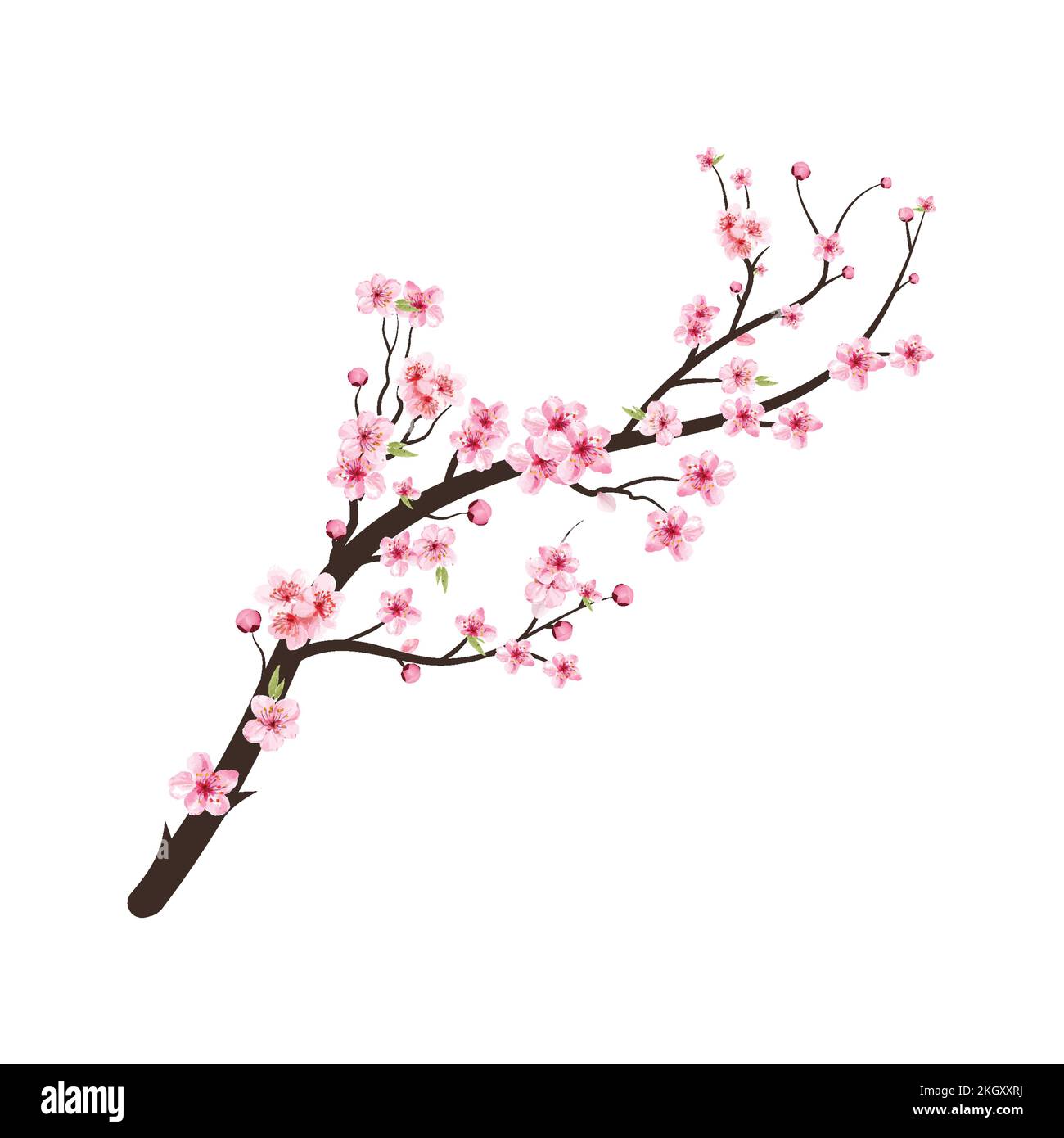 Watercolor cherry bud. Cherry blossom tree branch with sakura flower. Watercolor cherry blossom ...