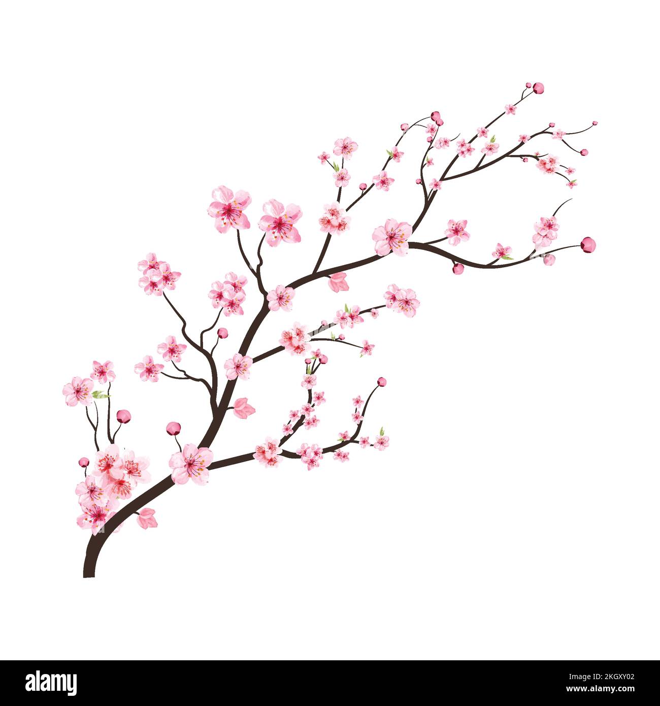 Cherry blossom branch with spreading pink Sakura flower. Watercolor ...