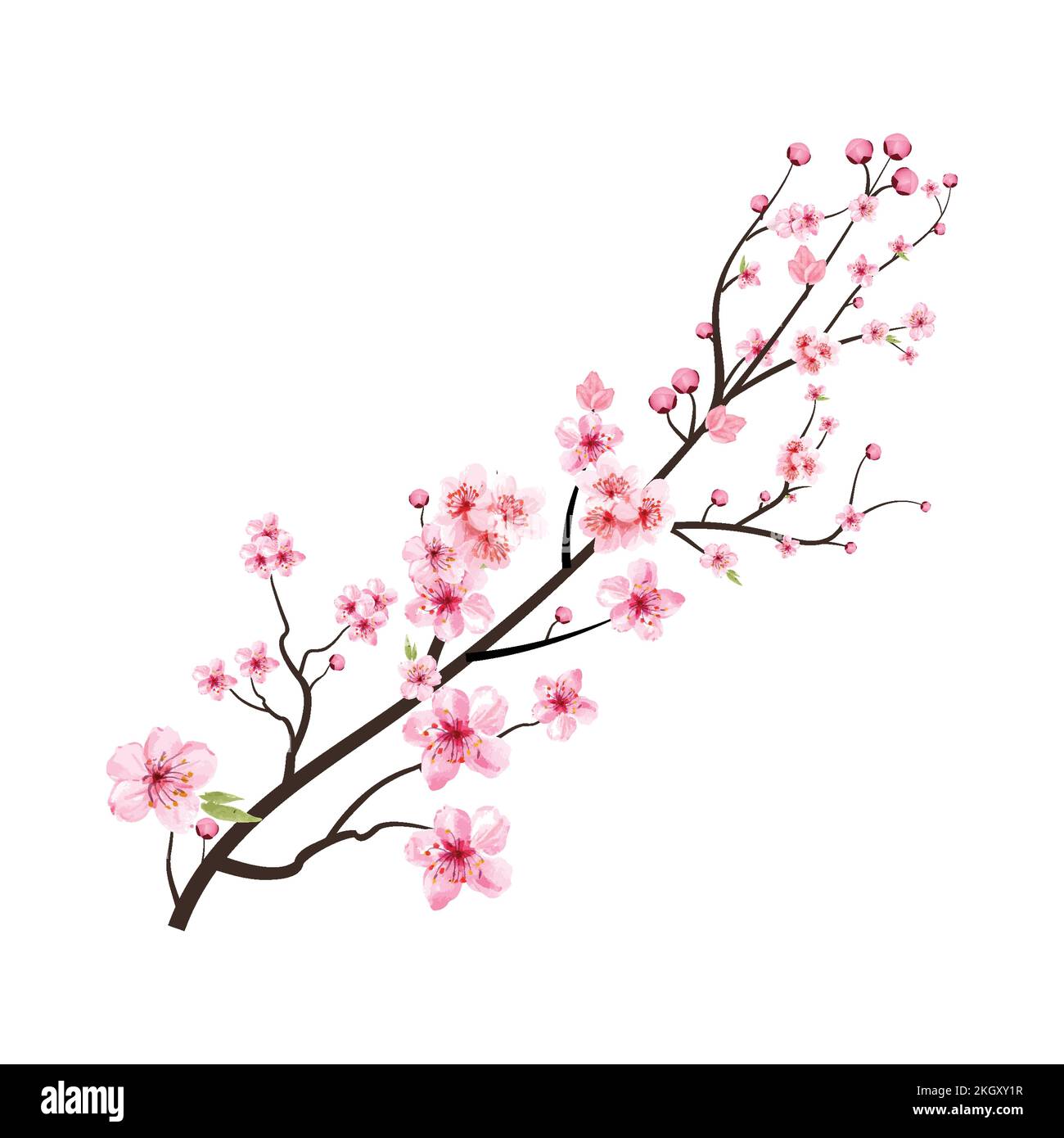 Cherry blossom with watercolor Sakura flower blooming. Realistic ...