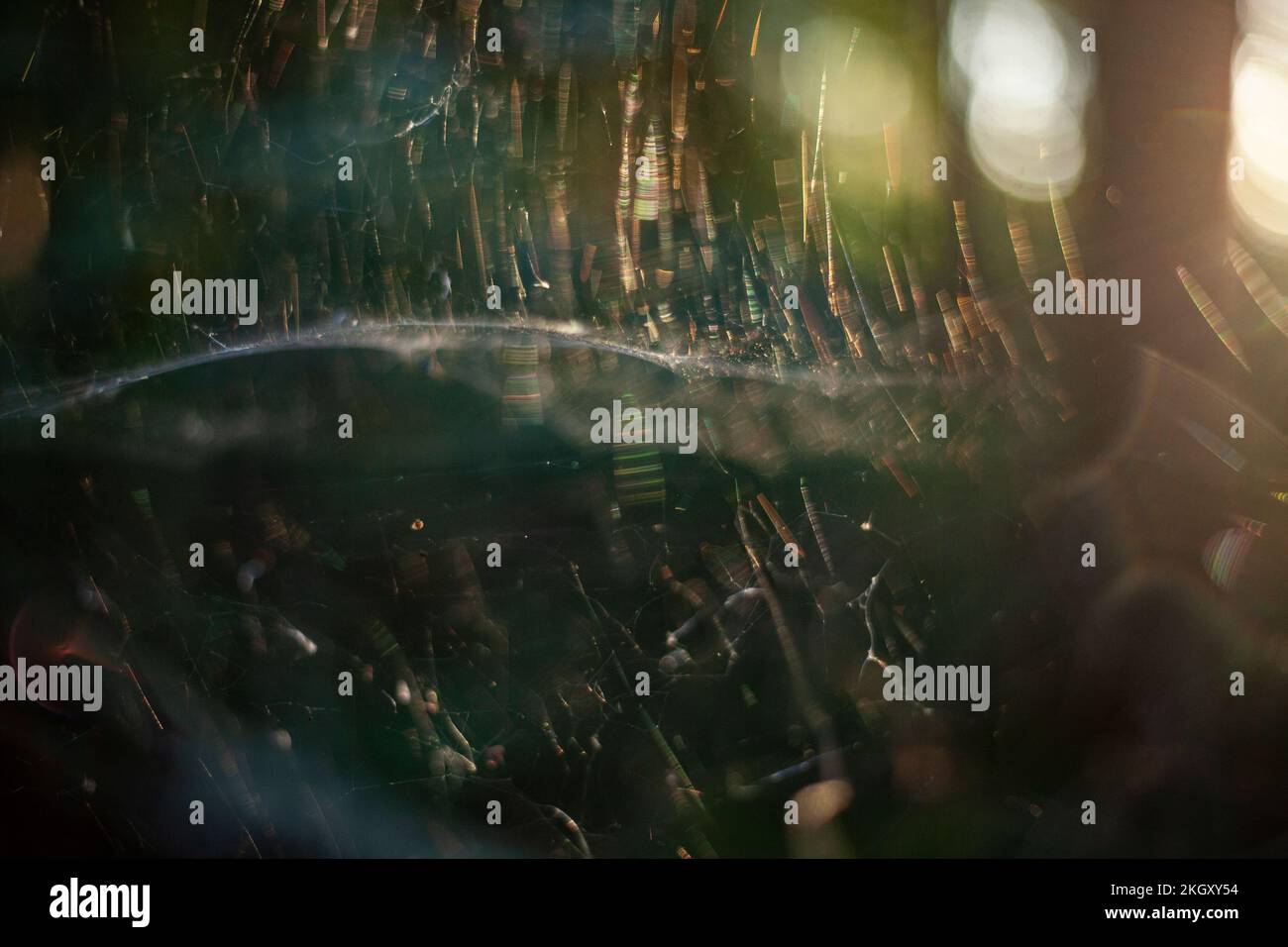 Cobwebs in sunlight. Web in woods. Spider house. Details of nature ...