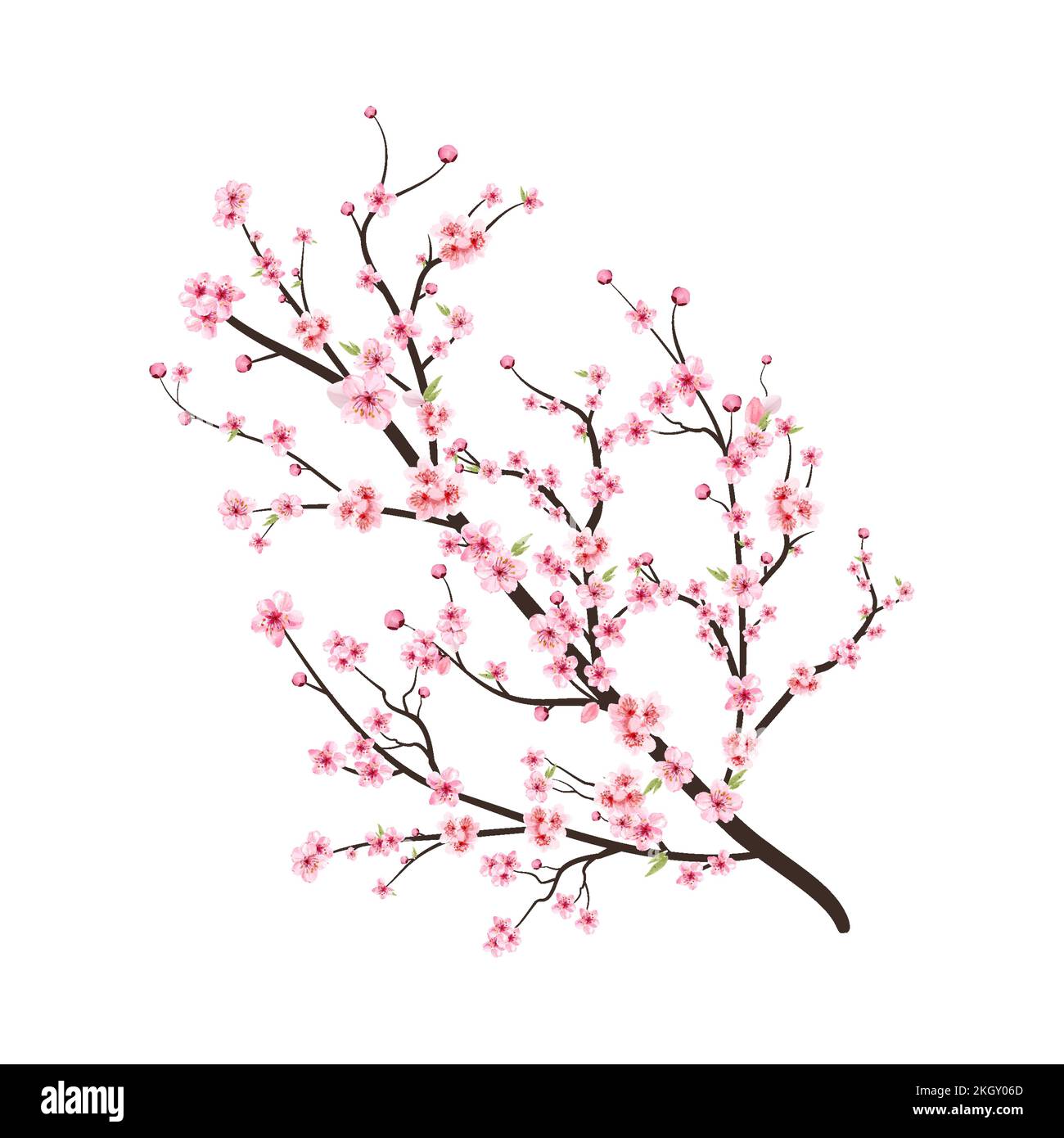 Cherry blossom branch with sakura flower. Pink sakura flower background ...