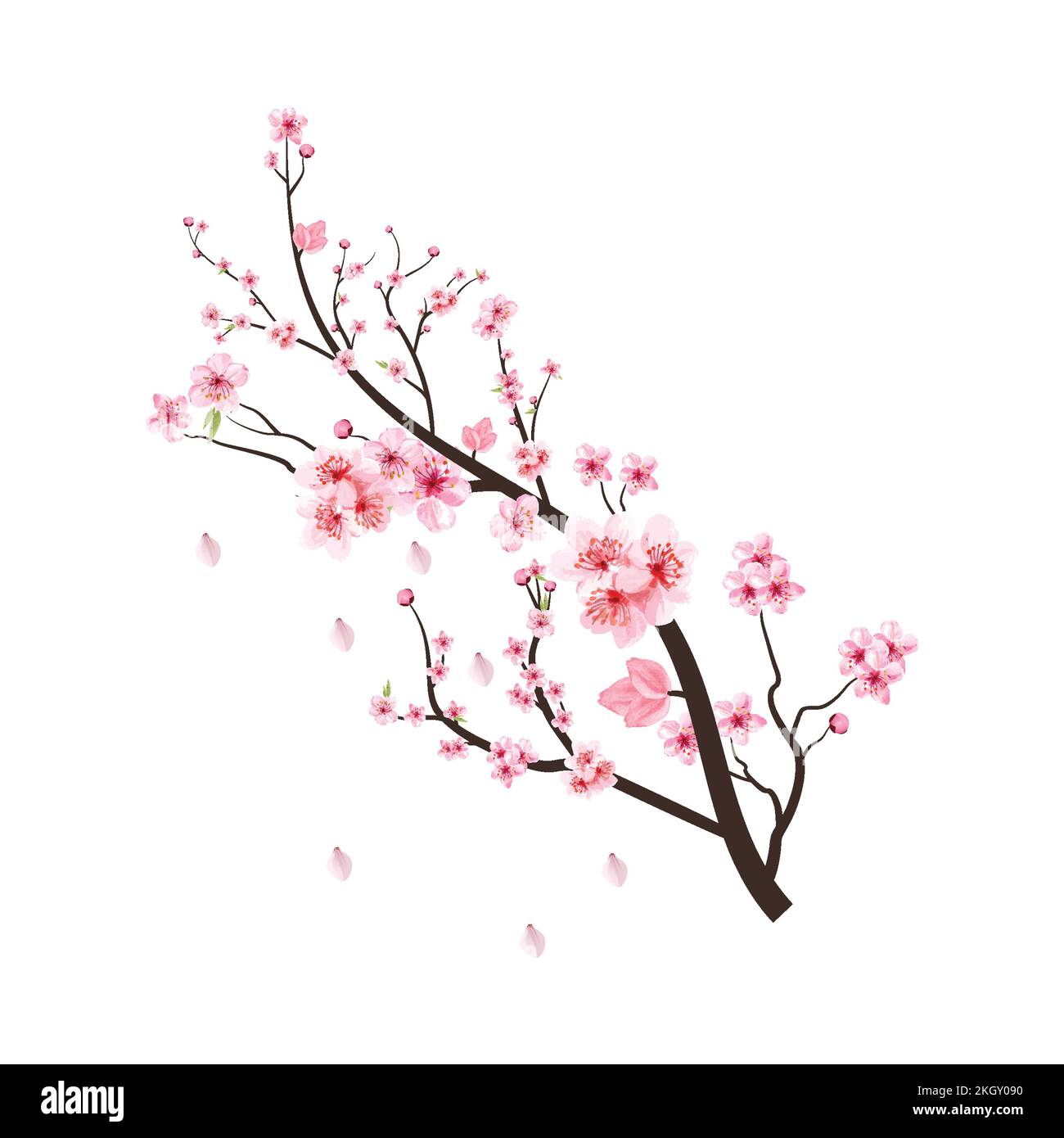 Cherry blossom branch with blooming pink Sakura flower. Cherry branch ...