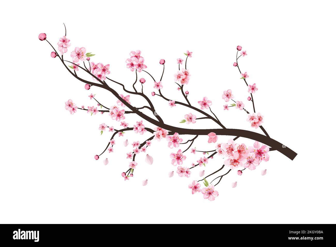 Cherry blossom tree branch with spreading pink flower. Cherry blossom ...