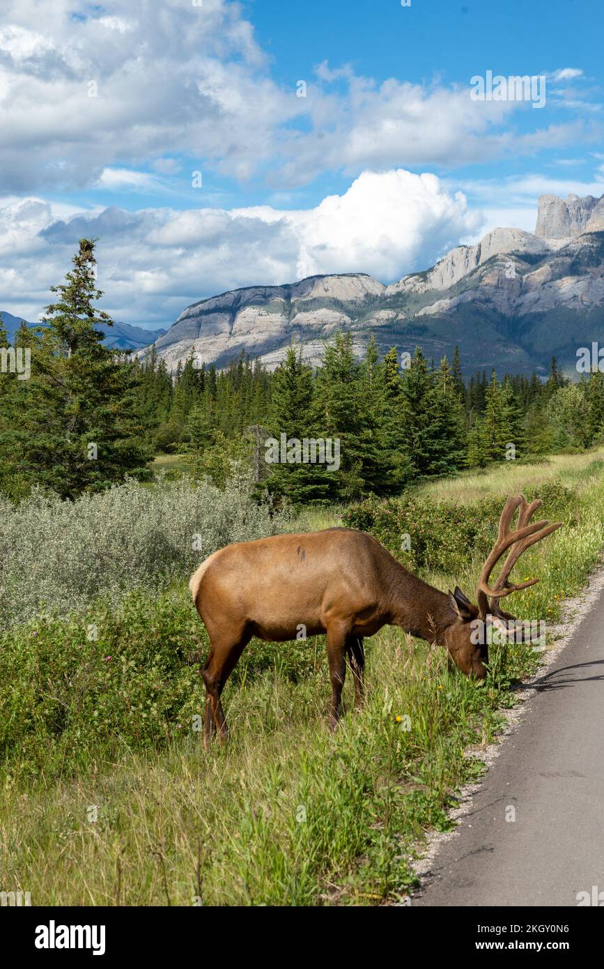 Vertical shot of Roosevelt Elk grazing green grass near road and pine ...