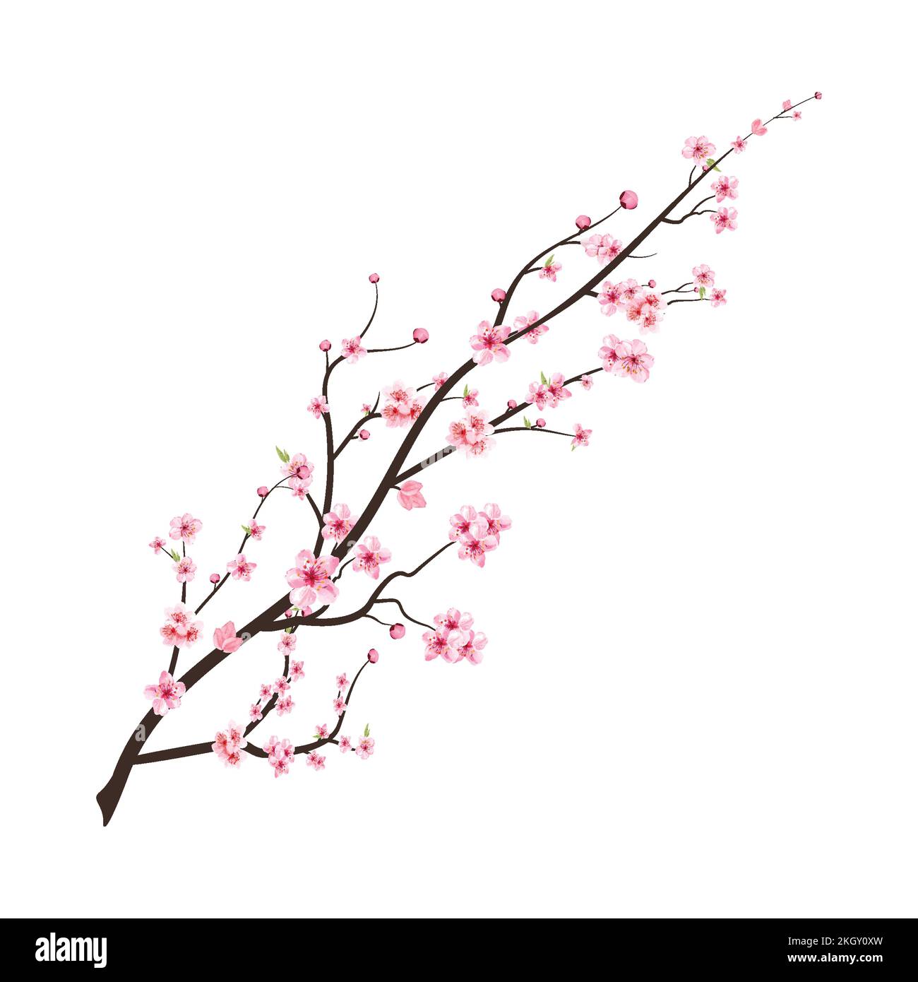Cherry Blossom Tree Branch Vector