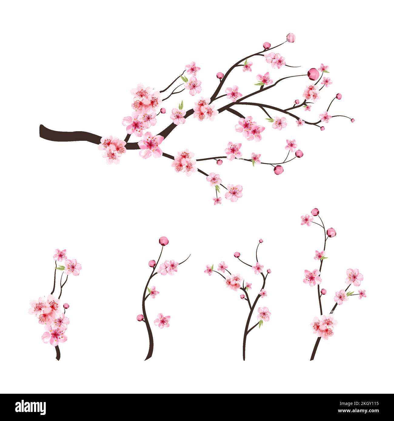 Pink sakura flower background. Sakura on white background. Watercolor ...
