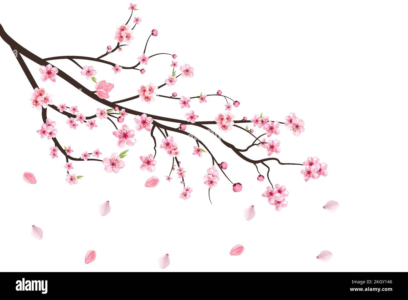 Cherry blossom branch with blooming Sakura. Realistic watercolor cherry ...