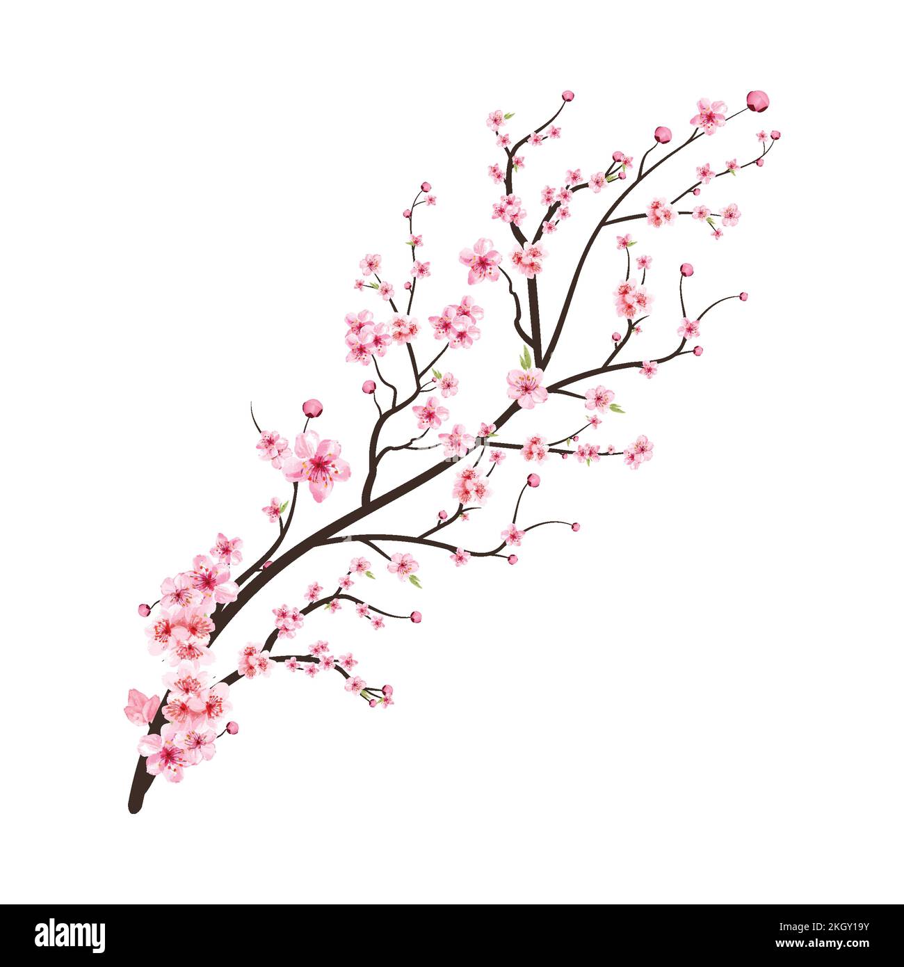 Cherry blossom branch with pink Sakura flower vector. Realistic Cherry ...