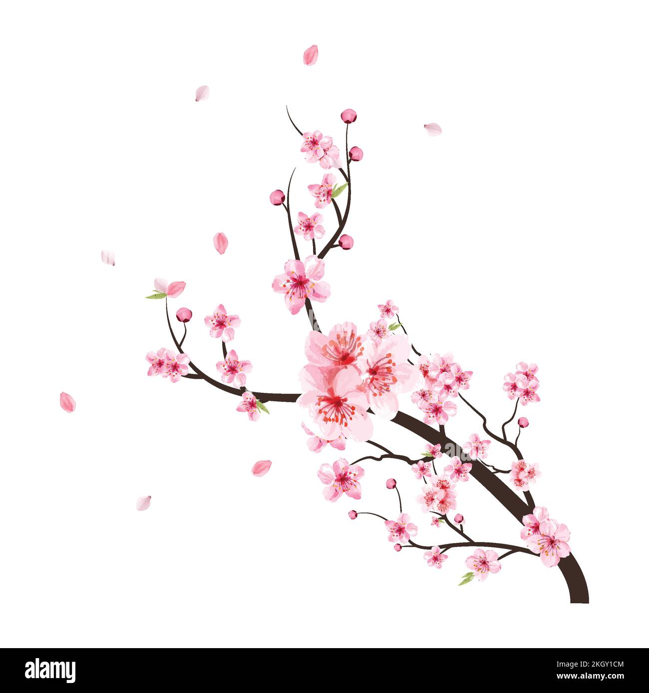 Watercolor cherry blossom vector. Pink sakura flower background. Cherry ...