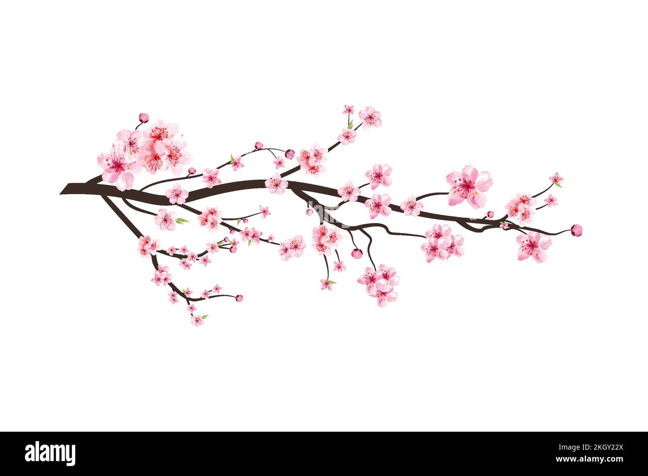 Cherry blossom branch with watercolor Sakura flower blooming. Realistic watercolor sakura flower ...