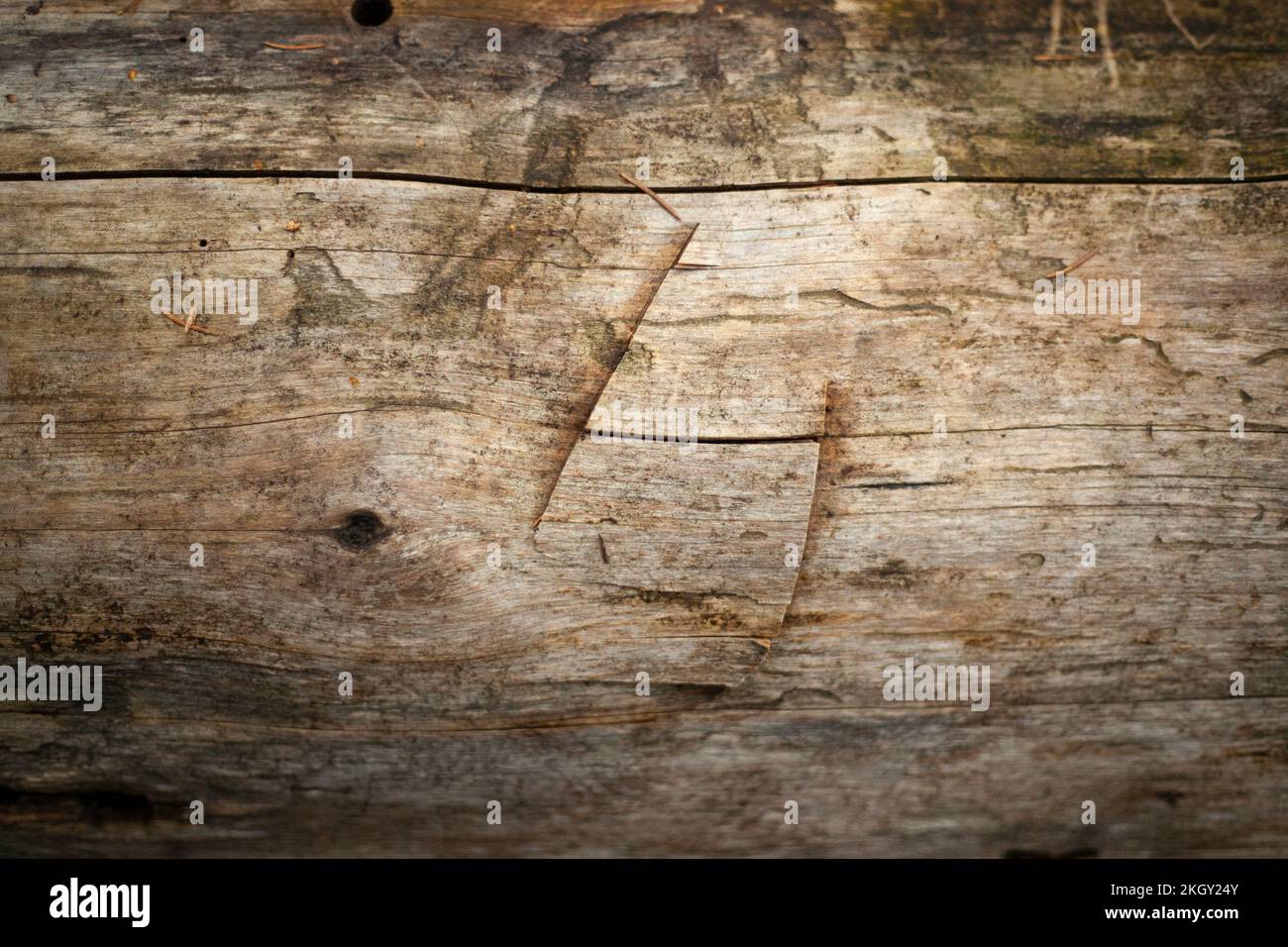 Nature in forest. Plants in autumn. Faded colors in swamp Stock Photo ...