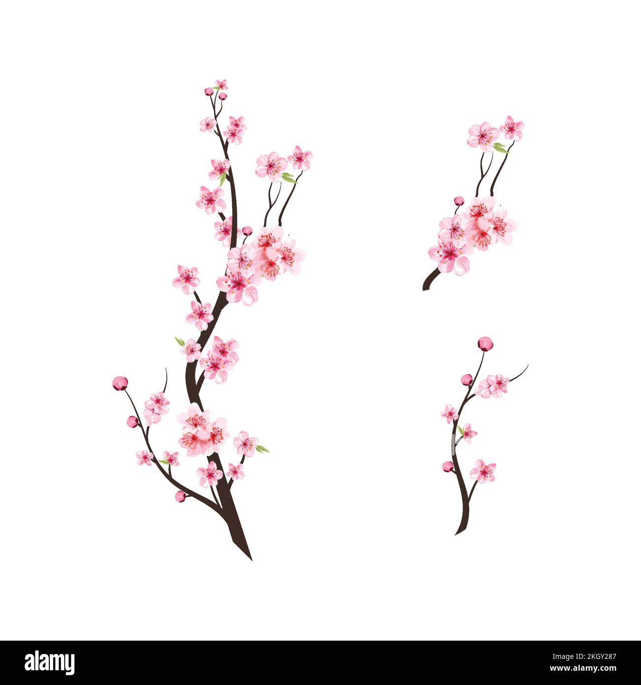 Watercolor cherry bud. Cherry blossom tree branch with sakura flower. Watercolor cherry blossom ...