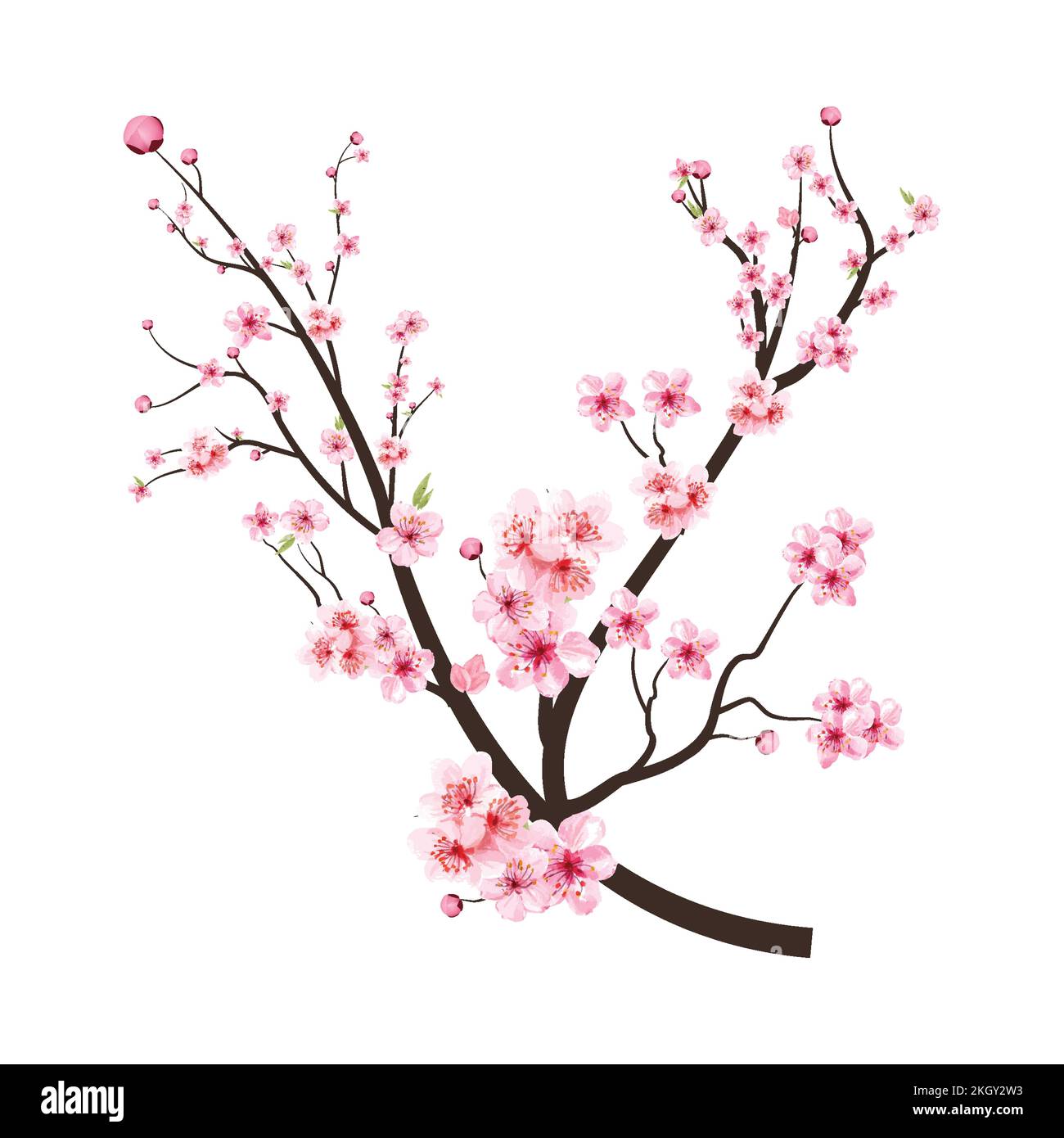 Cherry blossom branch with pink blooming flowers. Sakura branch vector ...