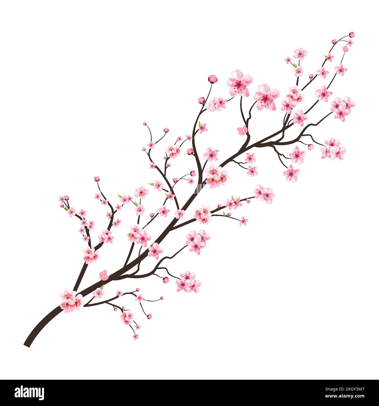 Cherry blossom with watercolor Sakura flower. Cherry blossom branch ...