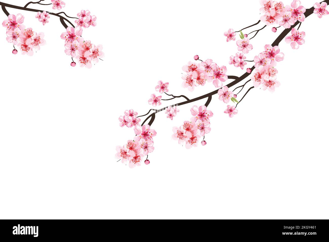 Pink sakura flower background. Cherry blossom branch with sakura flower. Sakura on white ...