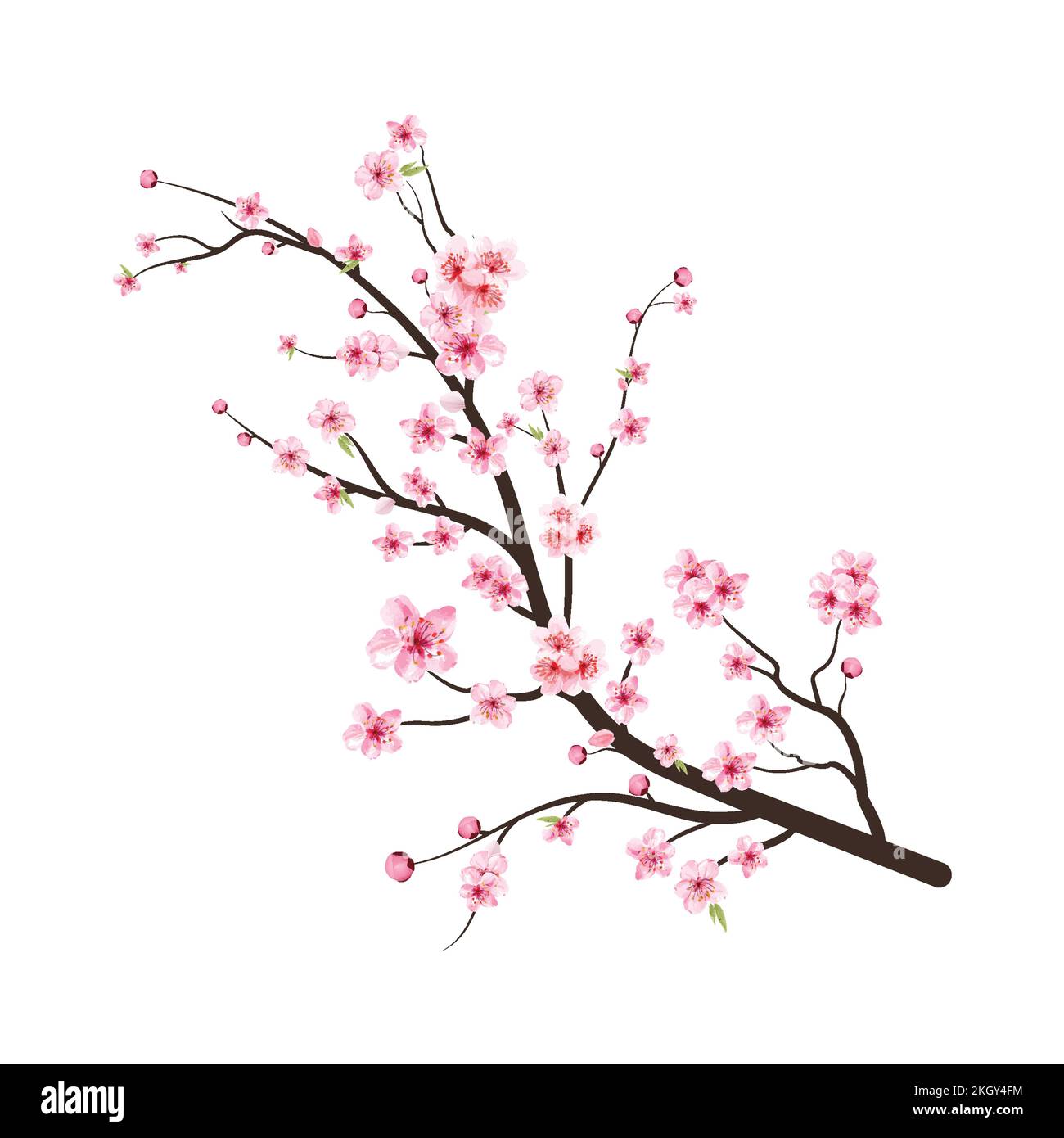 Cherry blossom branch with sakura flower. Watercolor cherry blossom ...