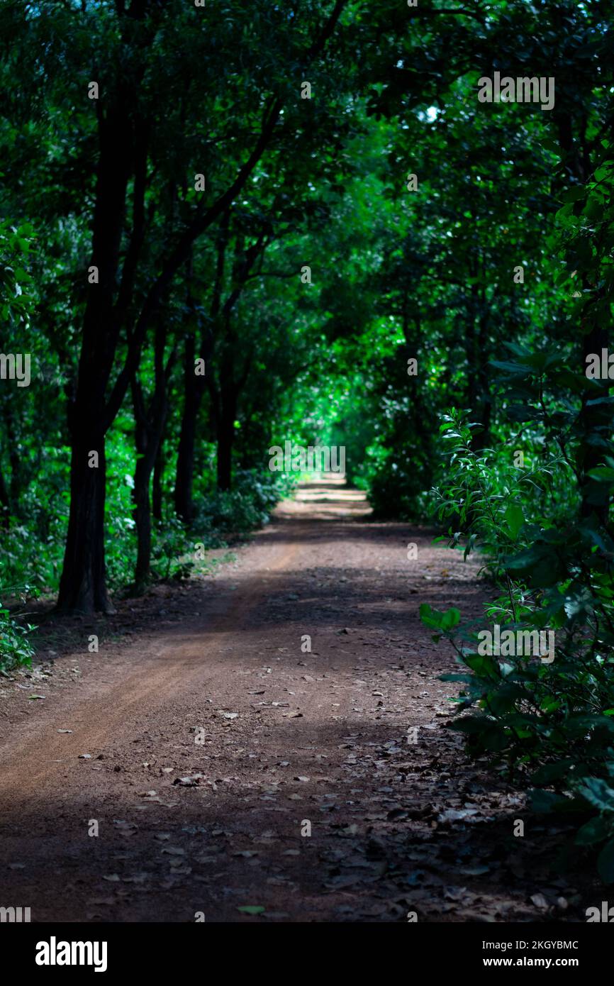 A pathway in the forest with trees and plants on the side Stock Photo ...
