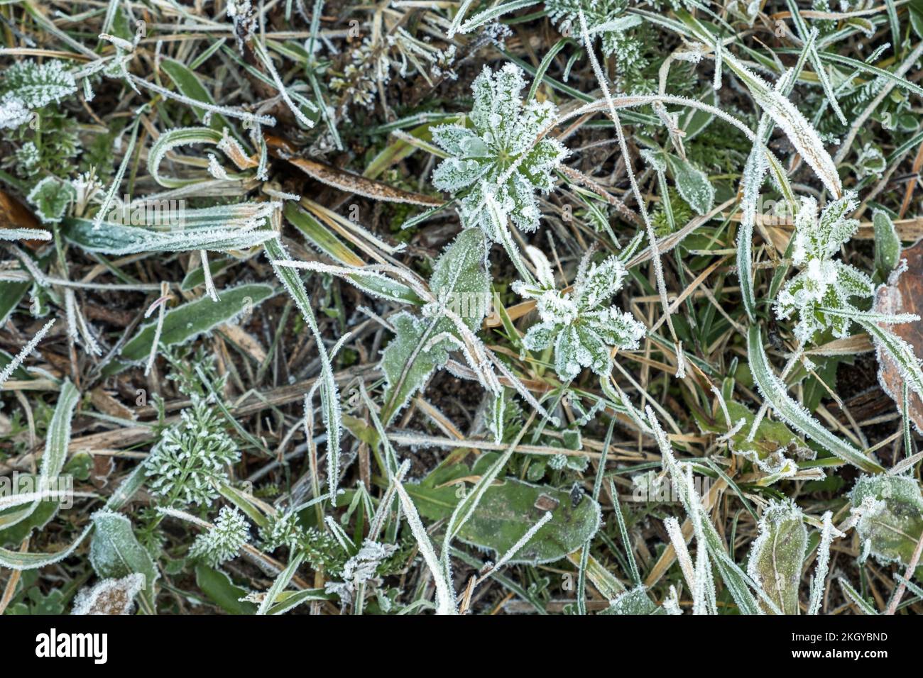 Frosty grass with shiny ice frost in snowy forest park. Plants covered ...