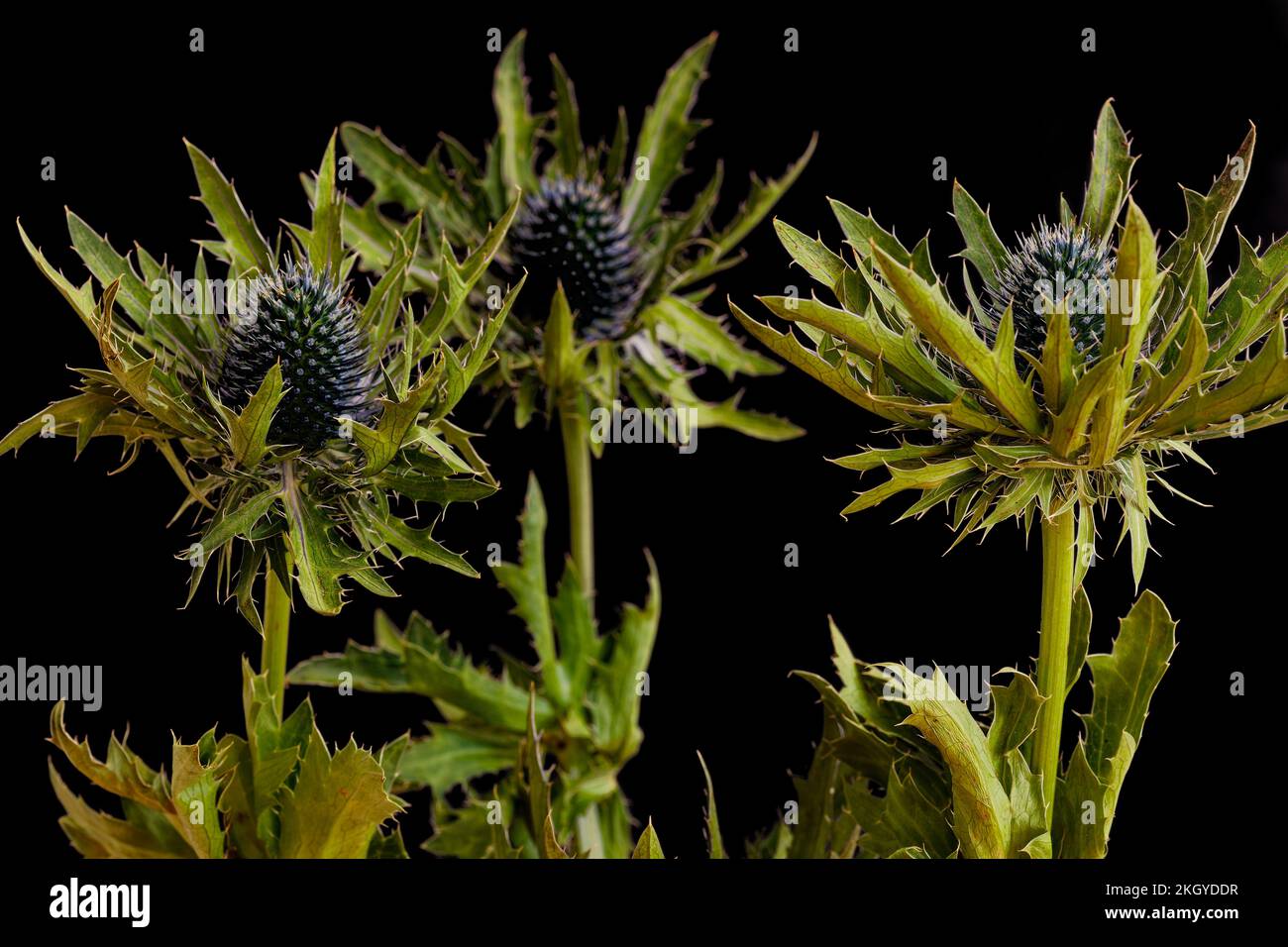 Common British Thistle Stock Photo - Alamy