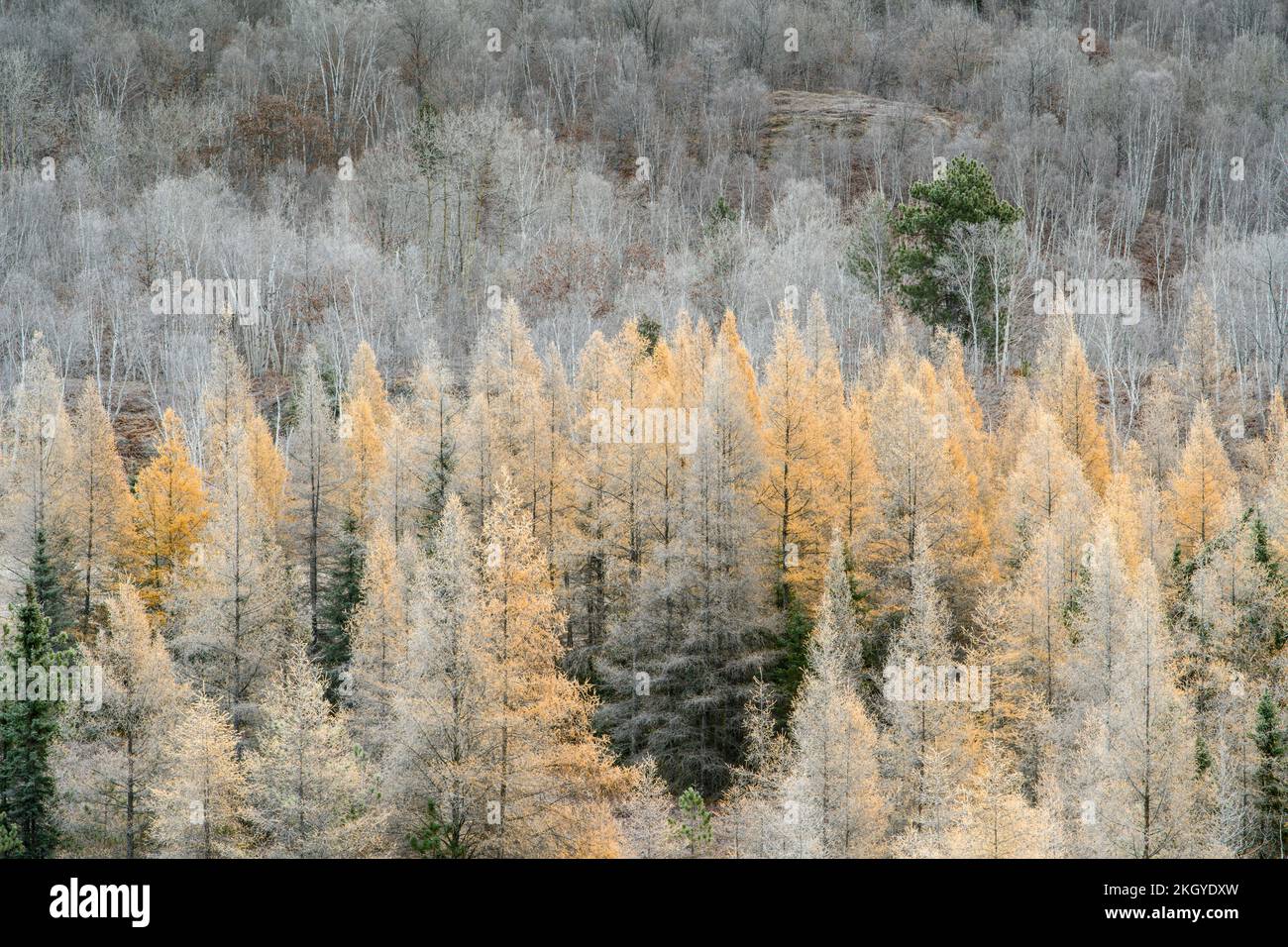 American eastern deciduous forest hi-res stock photography and images ...