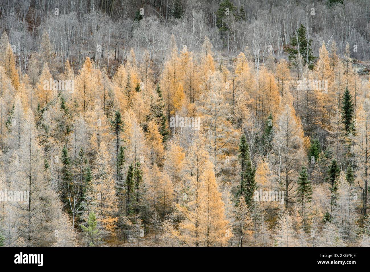 Frosted eastern larch in late autumn, Greater Sudbury, Ontario, Canada ...