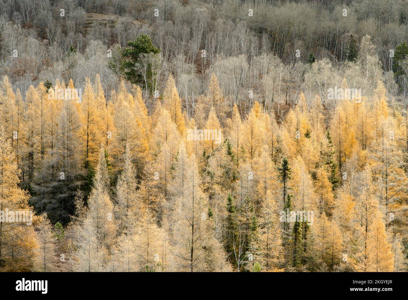 American eastern deciduous forest hi-res stock photography and images ...