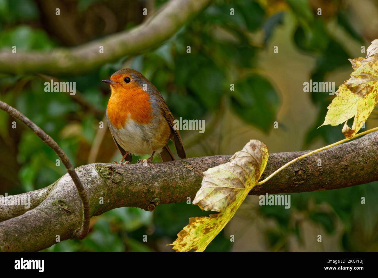 Adult Robin Redbreast perched on tree branch Stock Photo - Alamy