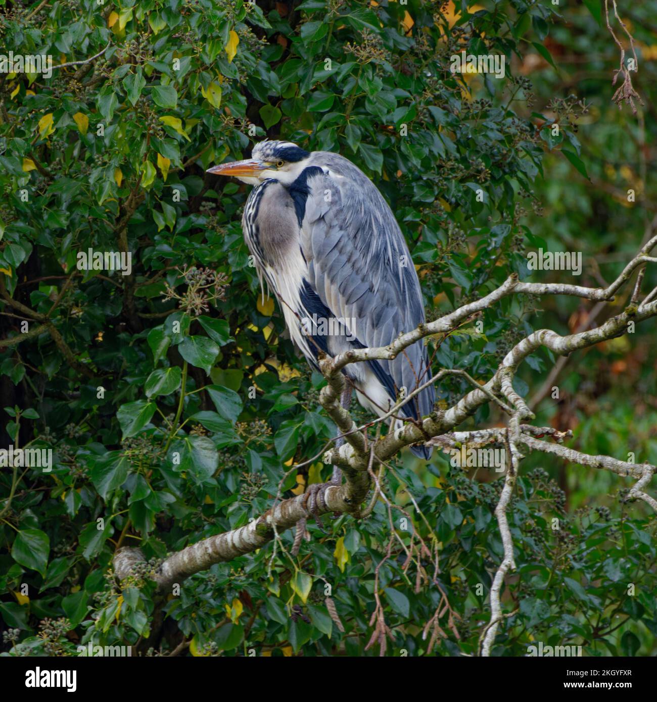 Grey Heron on a tree branch Stock Photo - Alamy