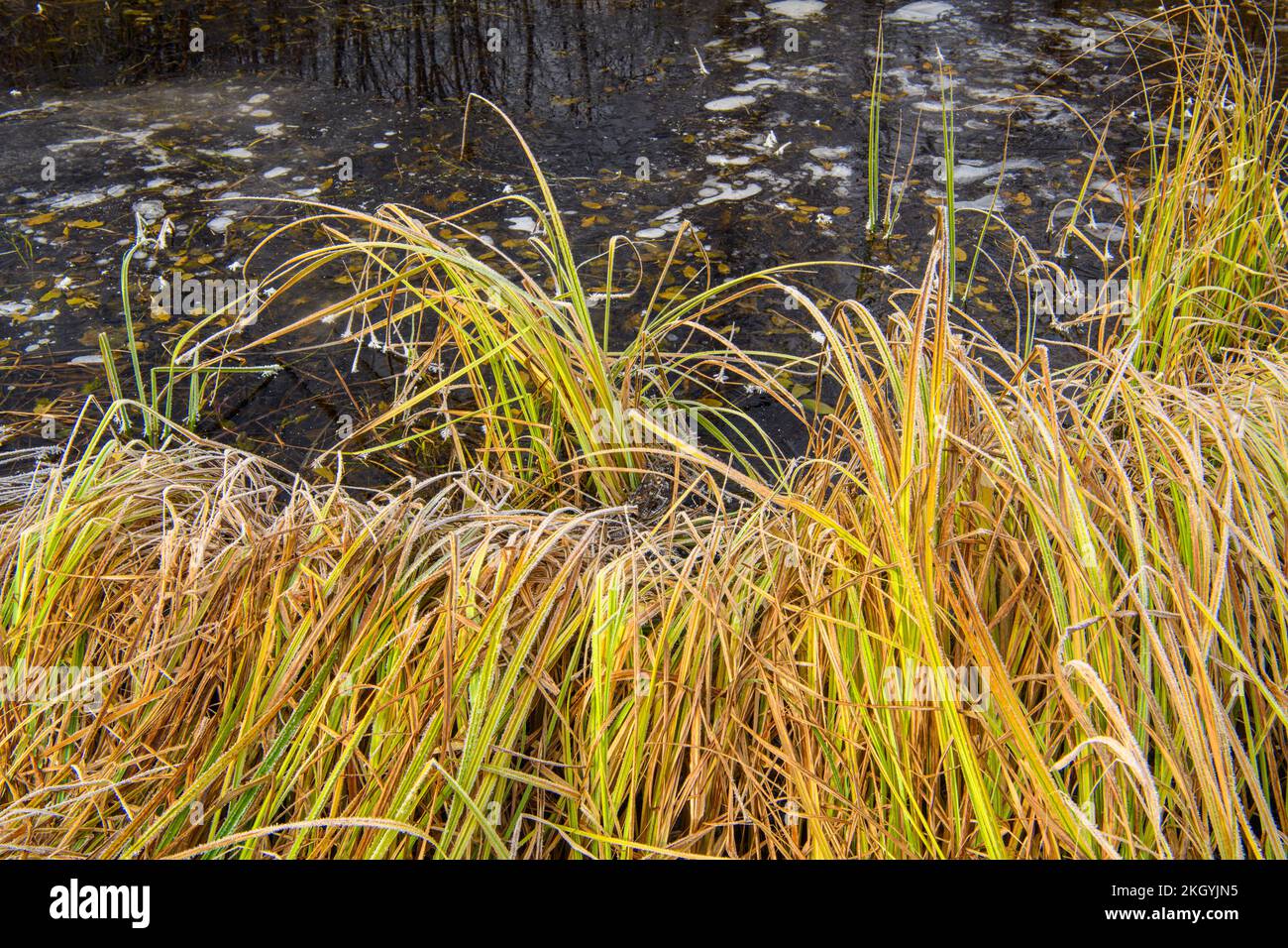 Frosted marsh grasses at the edge of a frozen beaver pond, Greater Sudbury, Ontario, Canada ...