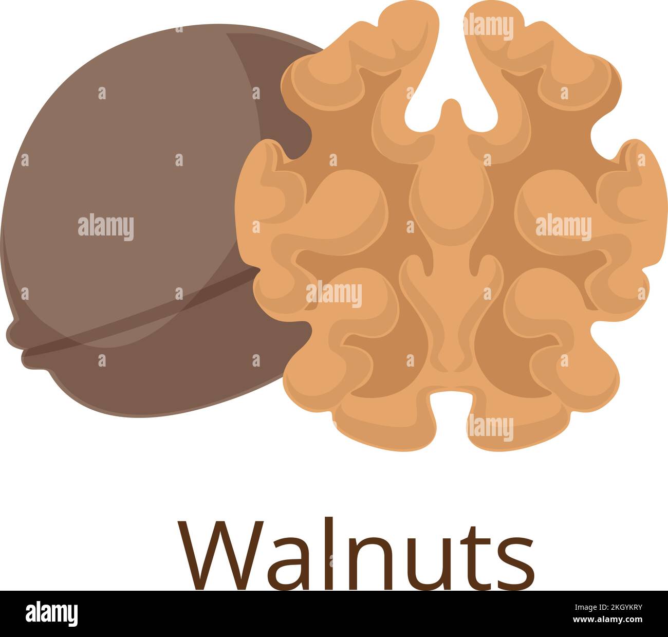 Walnut icon. Healthy organic nut cartoon symbol Stock Vector Image ...