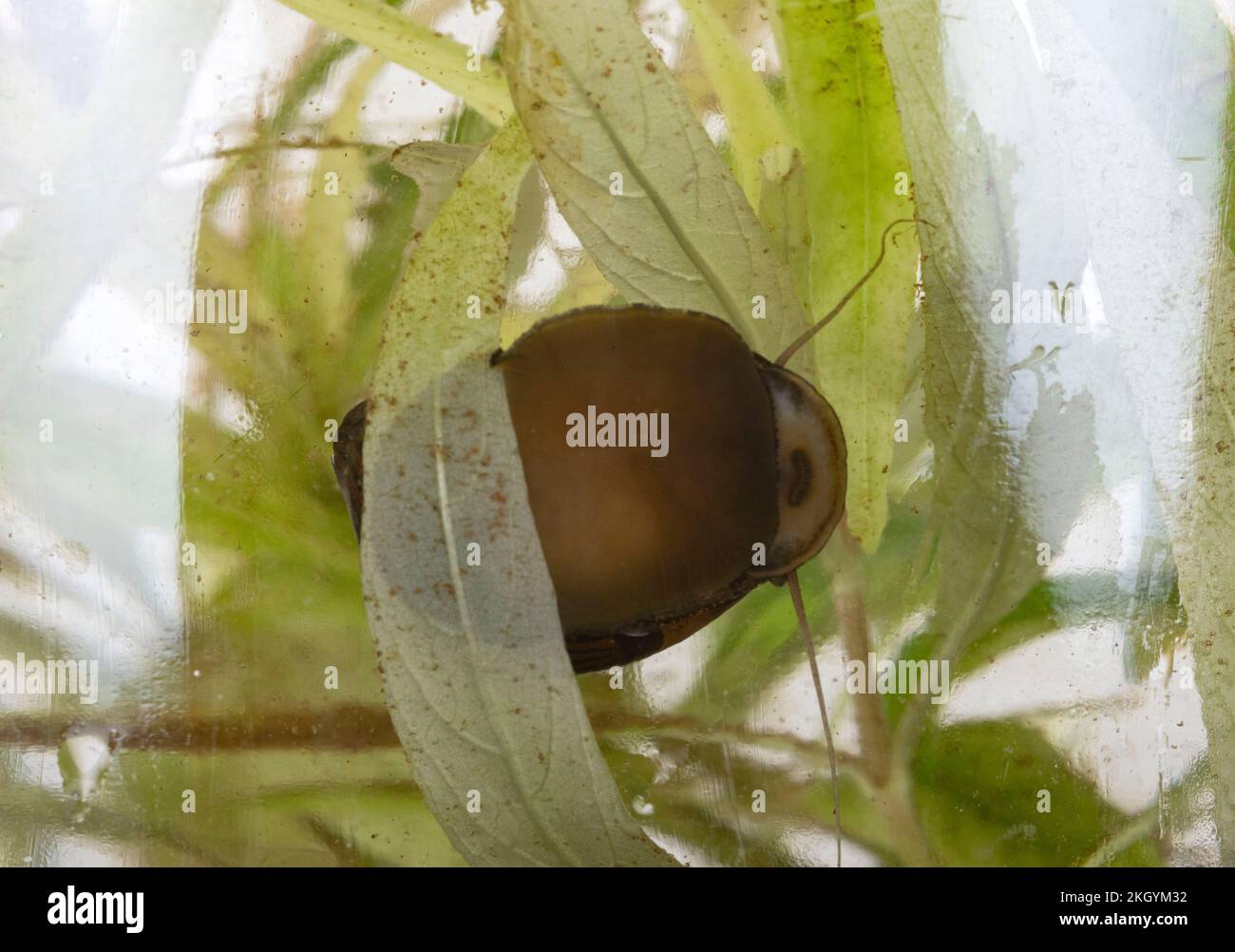 water snail in bowl in front of white background Stock Photo - Alamy