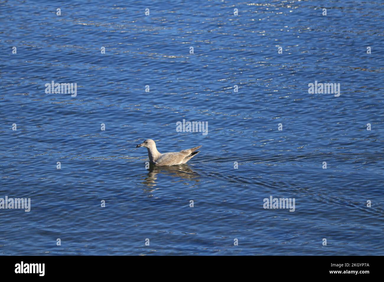 A glaucous-winged gull swimming in the water in Horseshoe Bay, Canada ...