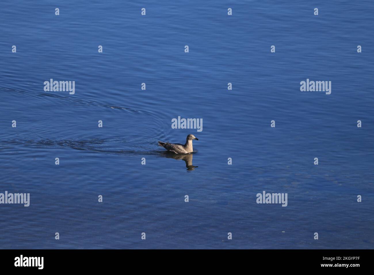 A glaucous-winged gull swimming in the water in Horseshoe Bay, Canada ...
