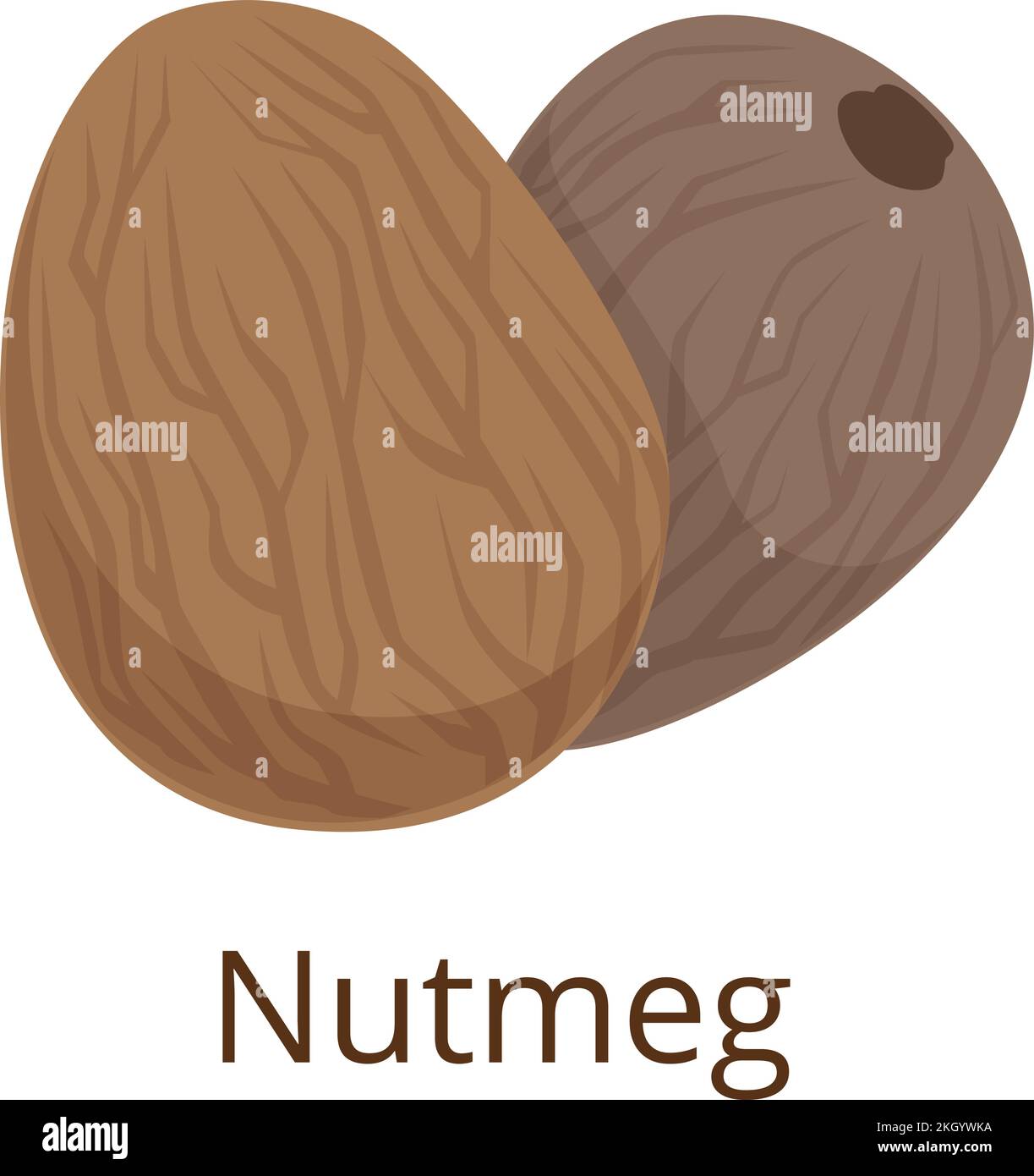 Nutmeg icon. Cartoon spice raw seed symbol Stock Vector Image & Art - Alamy