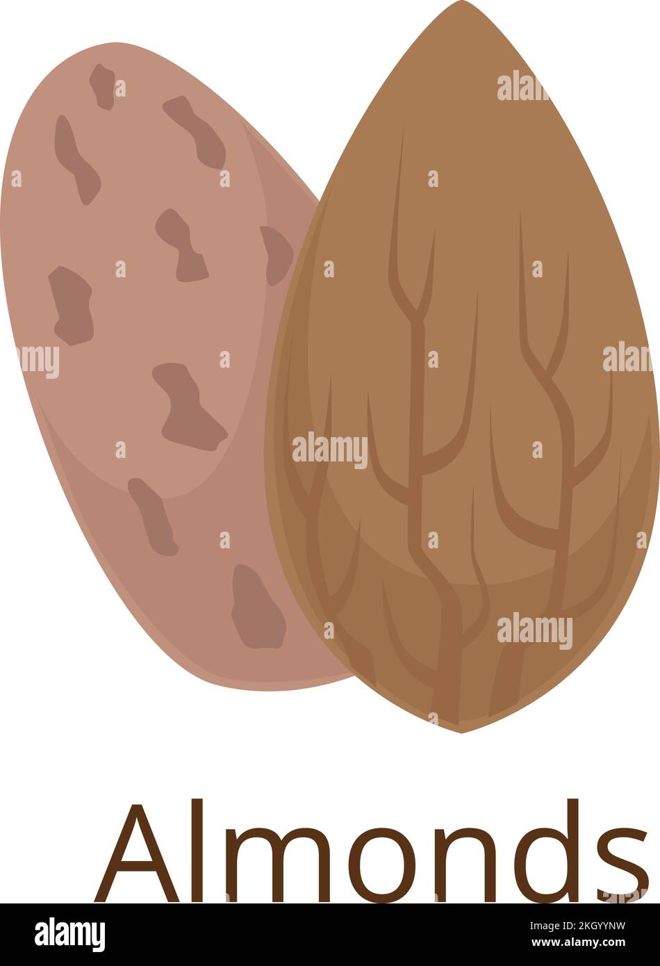 Almond icon. Cartoon raw organic nut symbol Stock Vector Image & Art ...