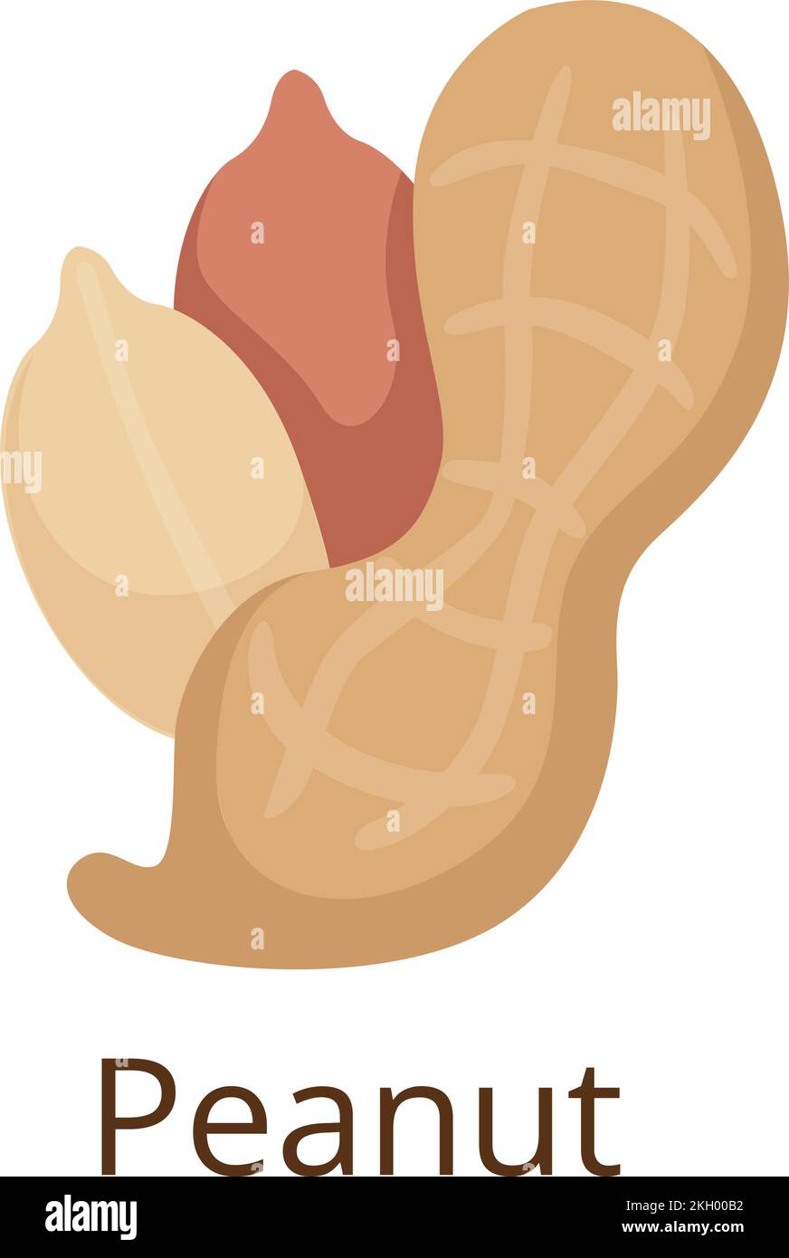 Peanut icon. Tasty raw seed. Organic nut Stock Vector Image & Art - Alamy