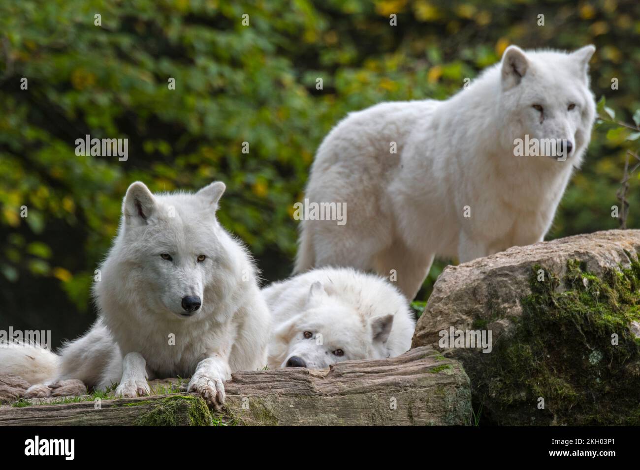Three Arctic wolves / white wolves / polar wolves (Canis lupus arctos ...