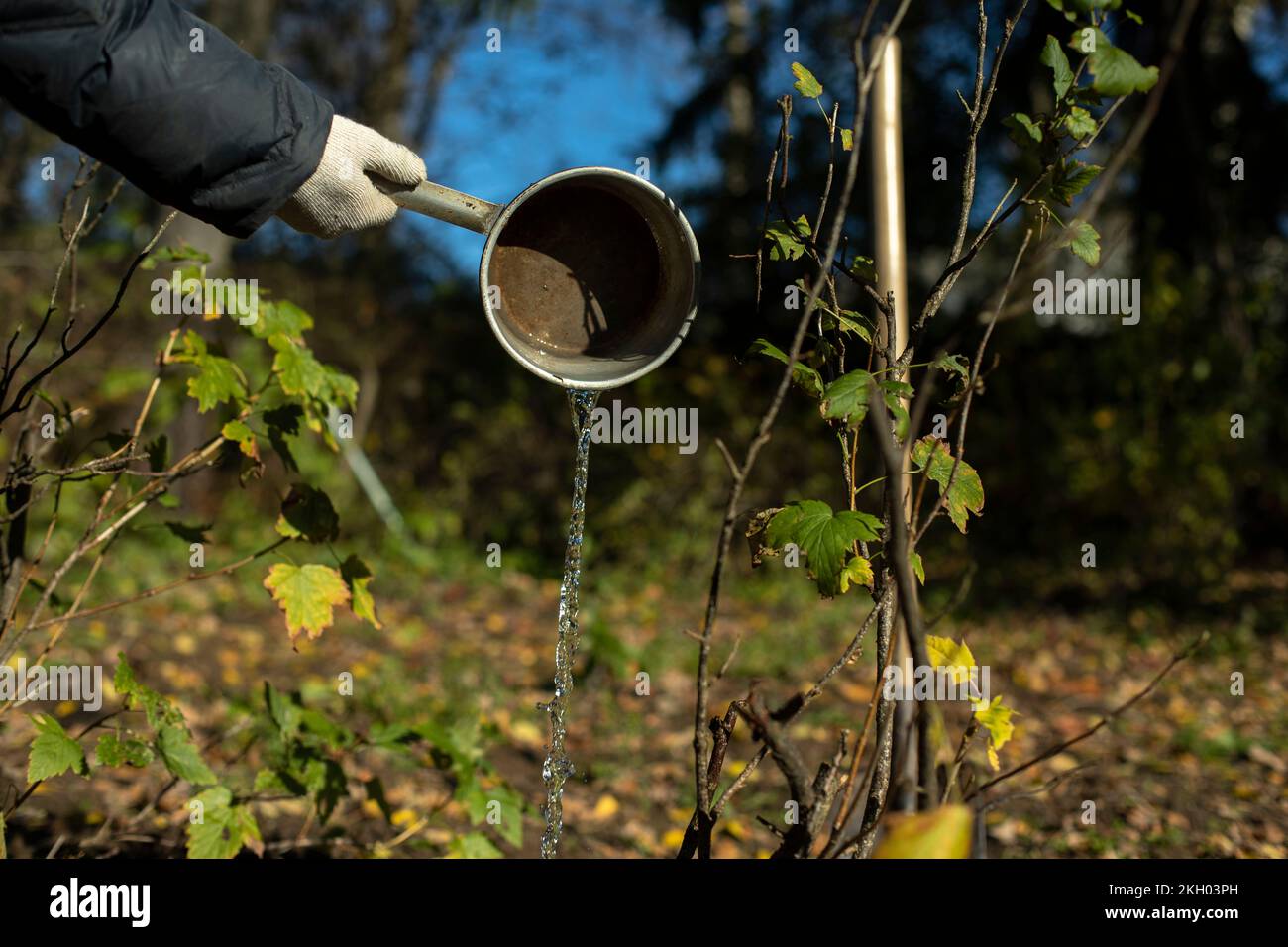 Watering plant with water. Water pouring out of bucket. Garden ...