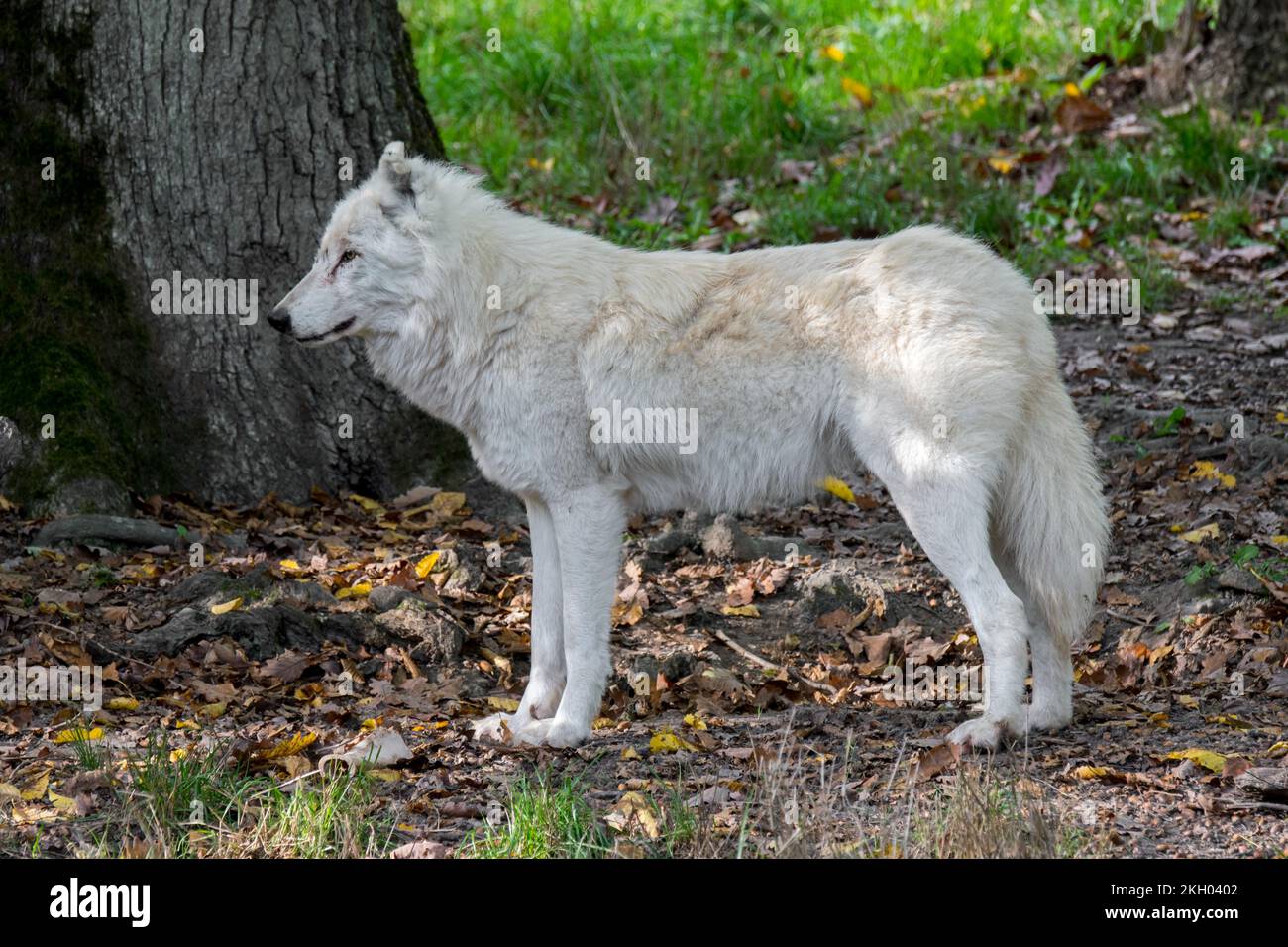 Arctic wolf / white wolf / polar wolf (Canis lupus arctos) in zoo, native to the High Arctic ...