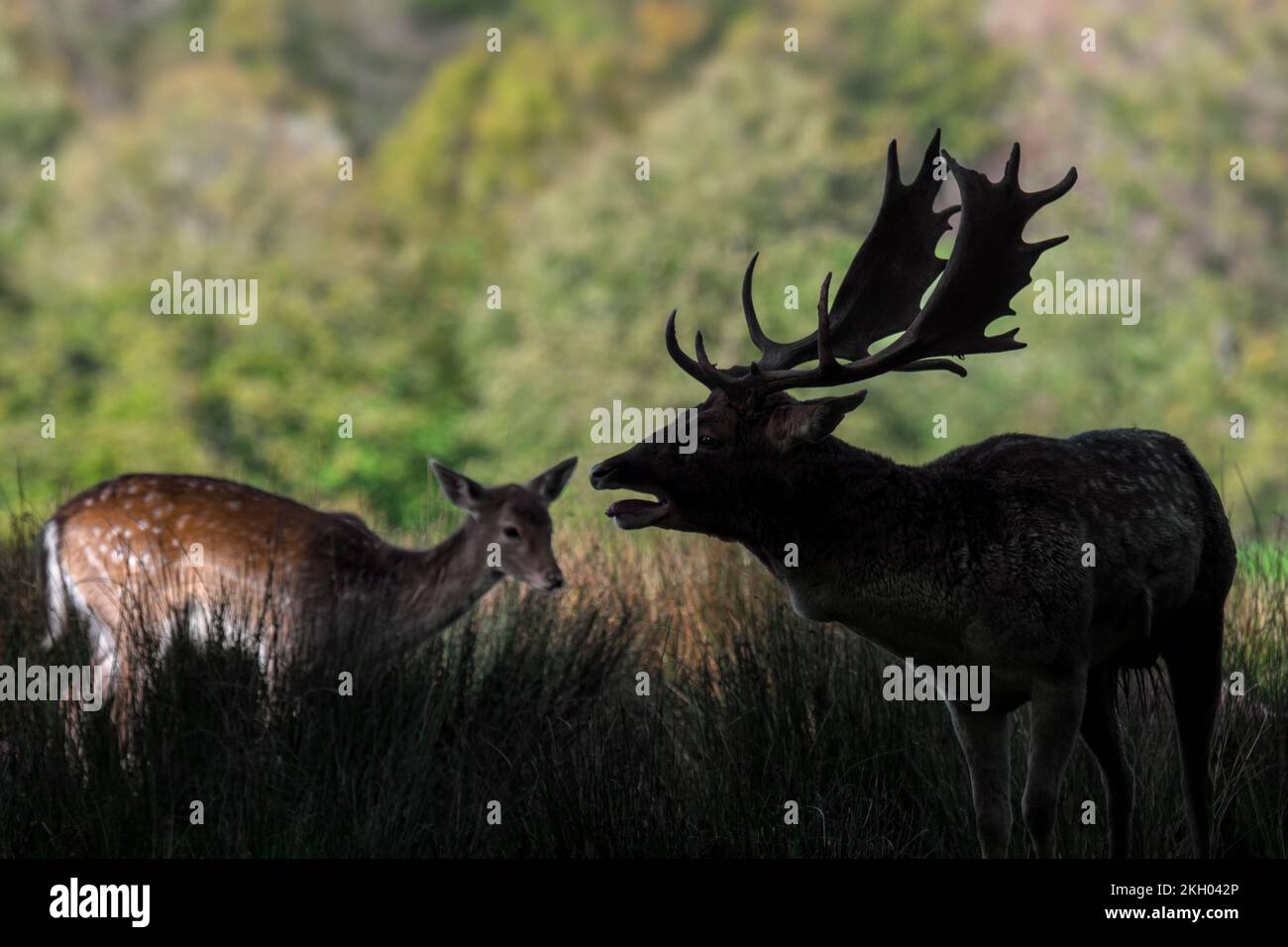Silhouette of territorial European fallow deer (Dama dama) buck / male ...