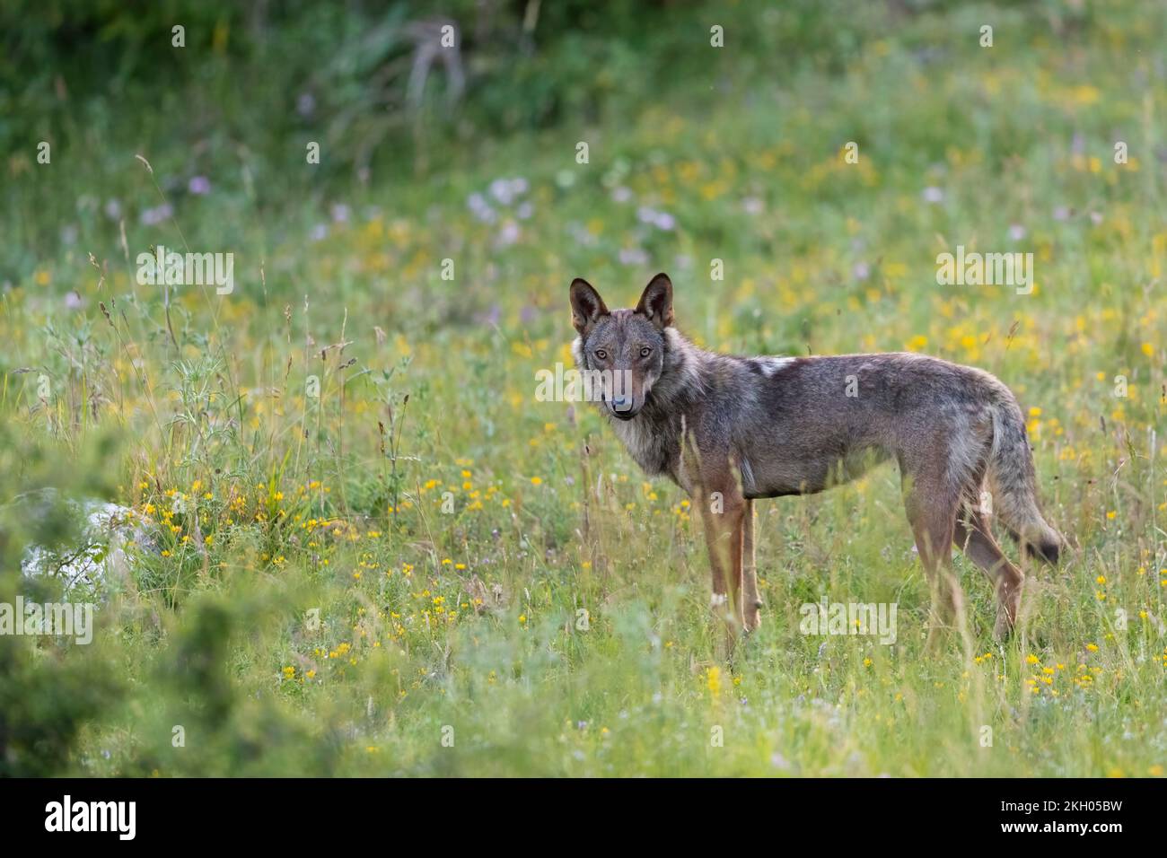 Apennine wolf female in Italy, Gran Sasso, Abruzzo Stock Photo - Alamy