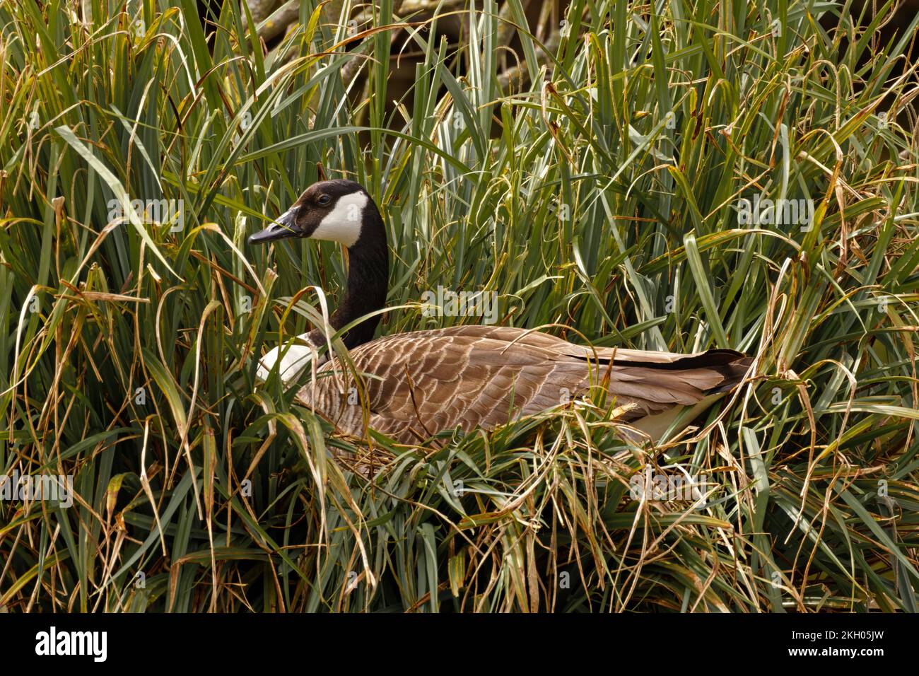 Canada Goose nesting Stock Photo - Alamy