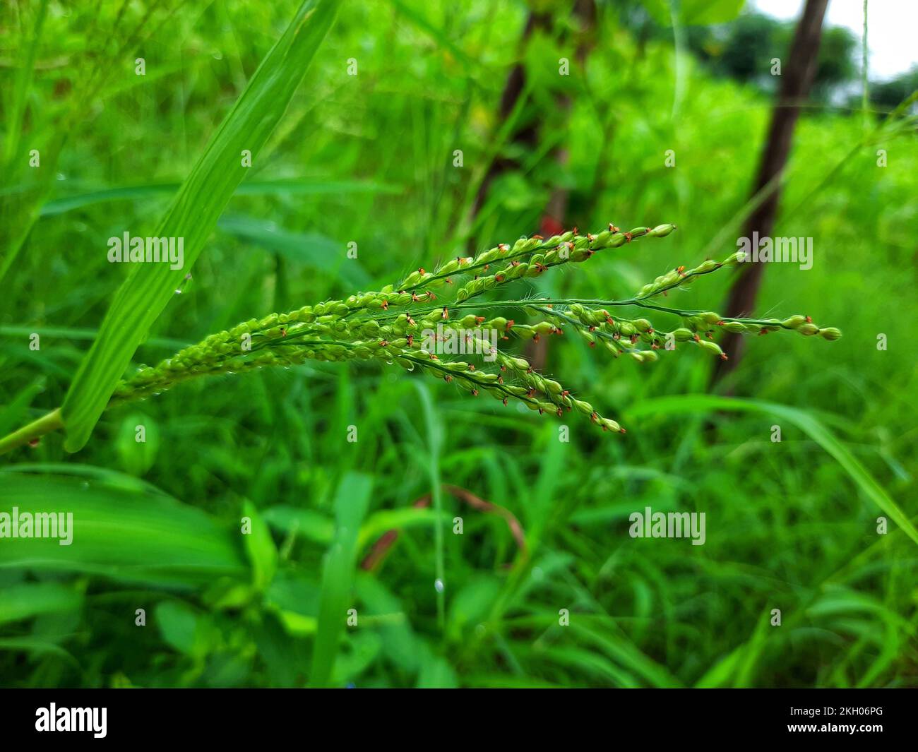 A closeup of fresh green proso millet (panicum miliaceum) plant growing ...