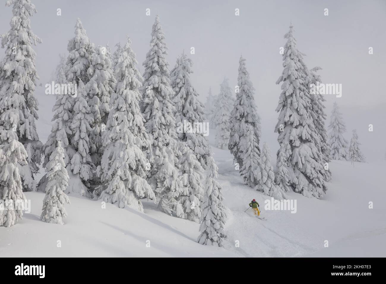 Mountain pine on a steep slope hi-res stock photography and images - Alamy